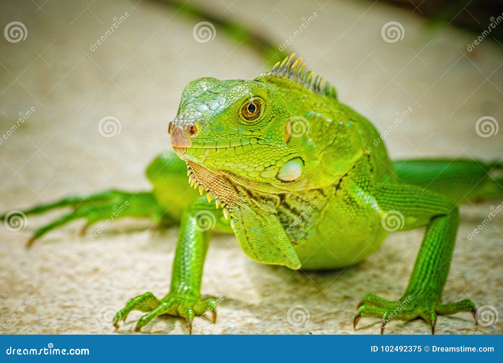 A Green Iguana Basking in the Sun Stock Image - Image of fauna, nature ...