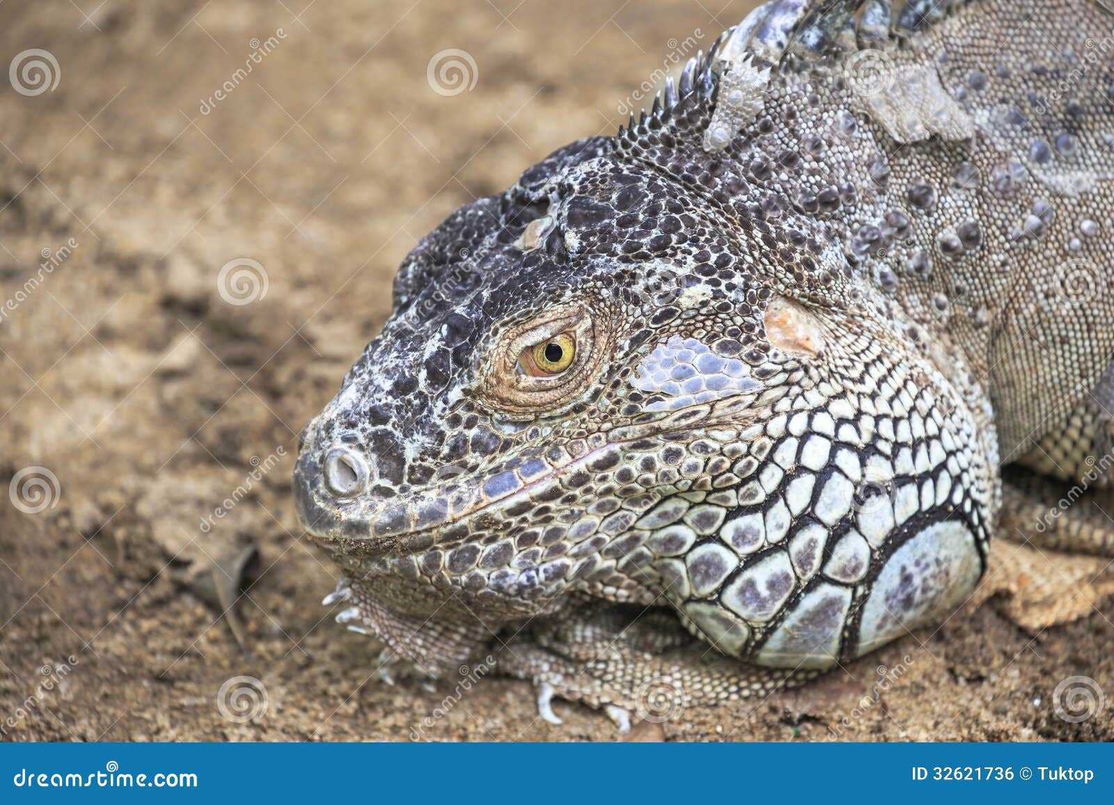 Green Iguana stock photo. Image of tegu, zoology, reptile - 32621736