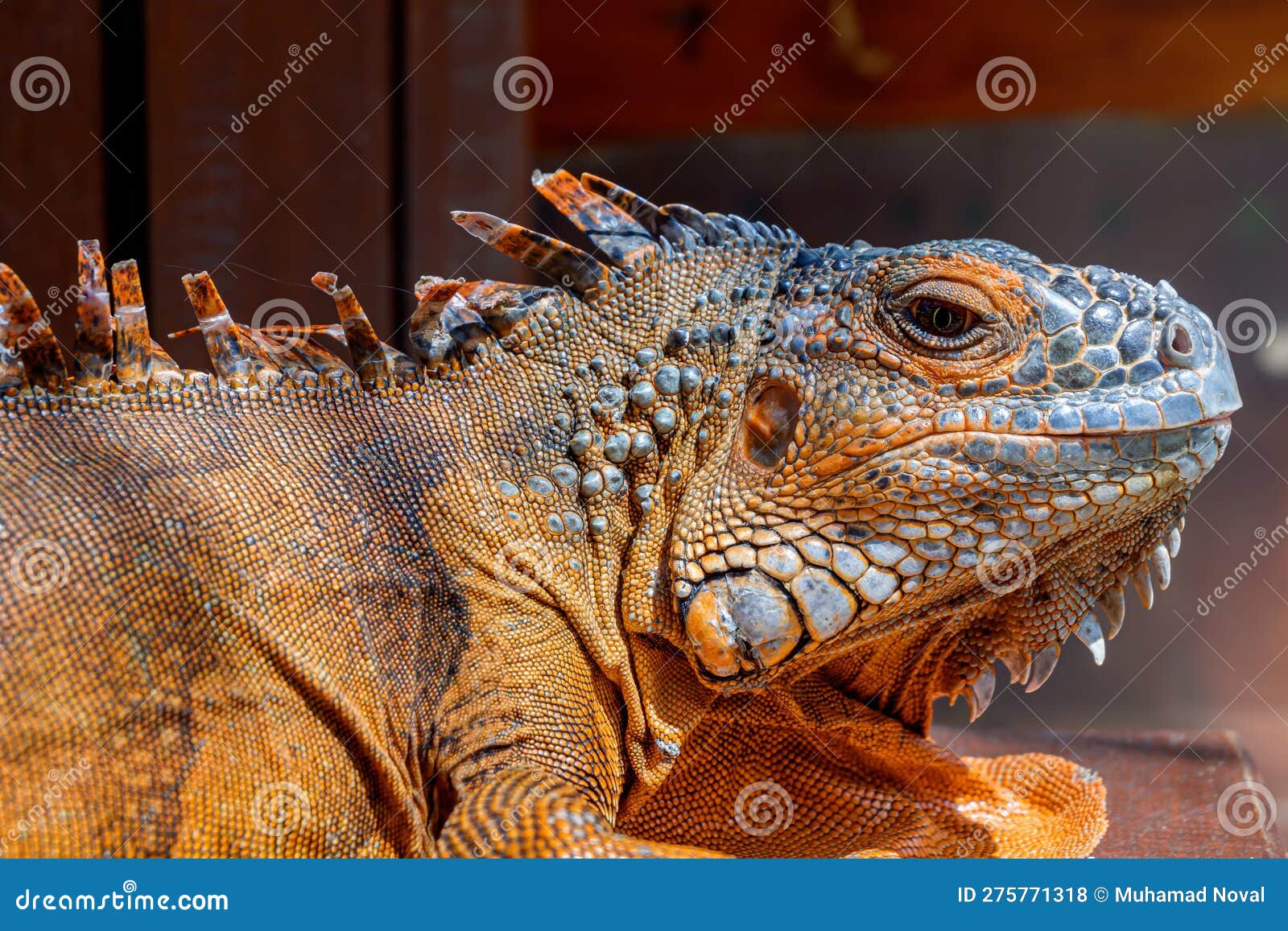 Green Iguana in a Breeding Ground Stock Photo - Image of located ...