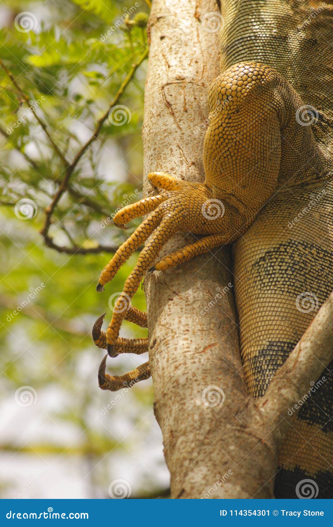 Green iguana claws stock image. Image of feet, tree - 114354301
