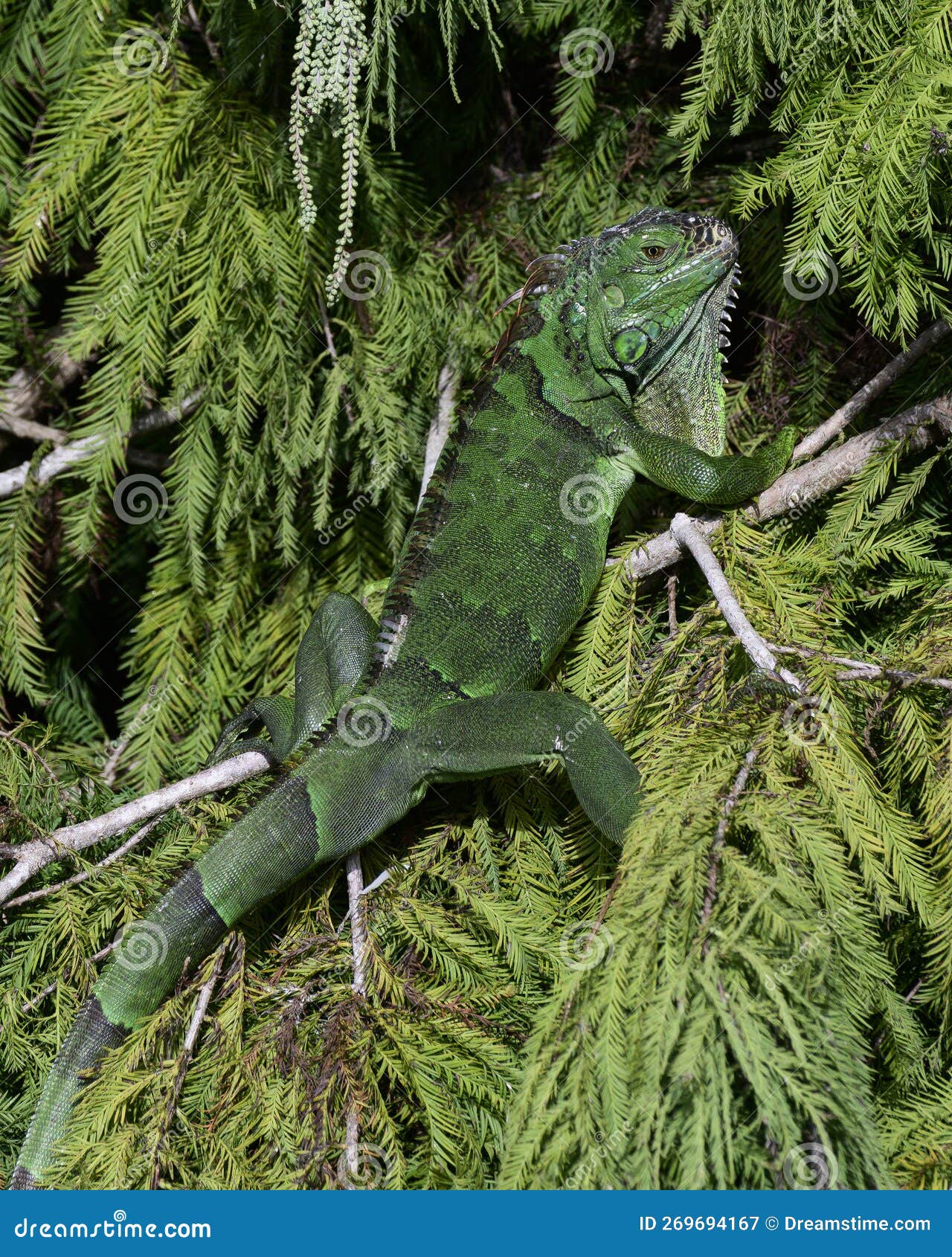 Green Iguana Climbing a Pine Tree Stock Image - Image of details ...