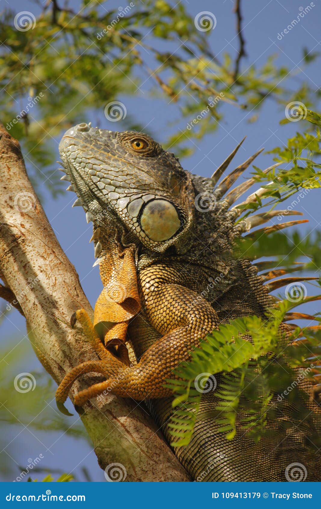 Green Iguana in tree stock image. Image of daytime, animals - 109413179