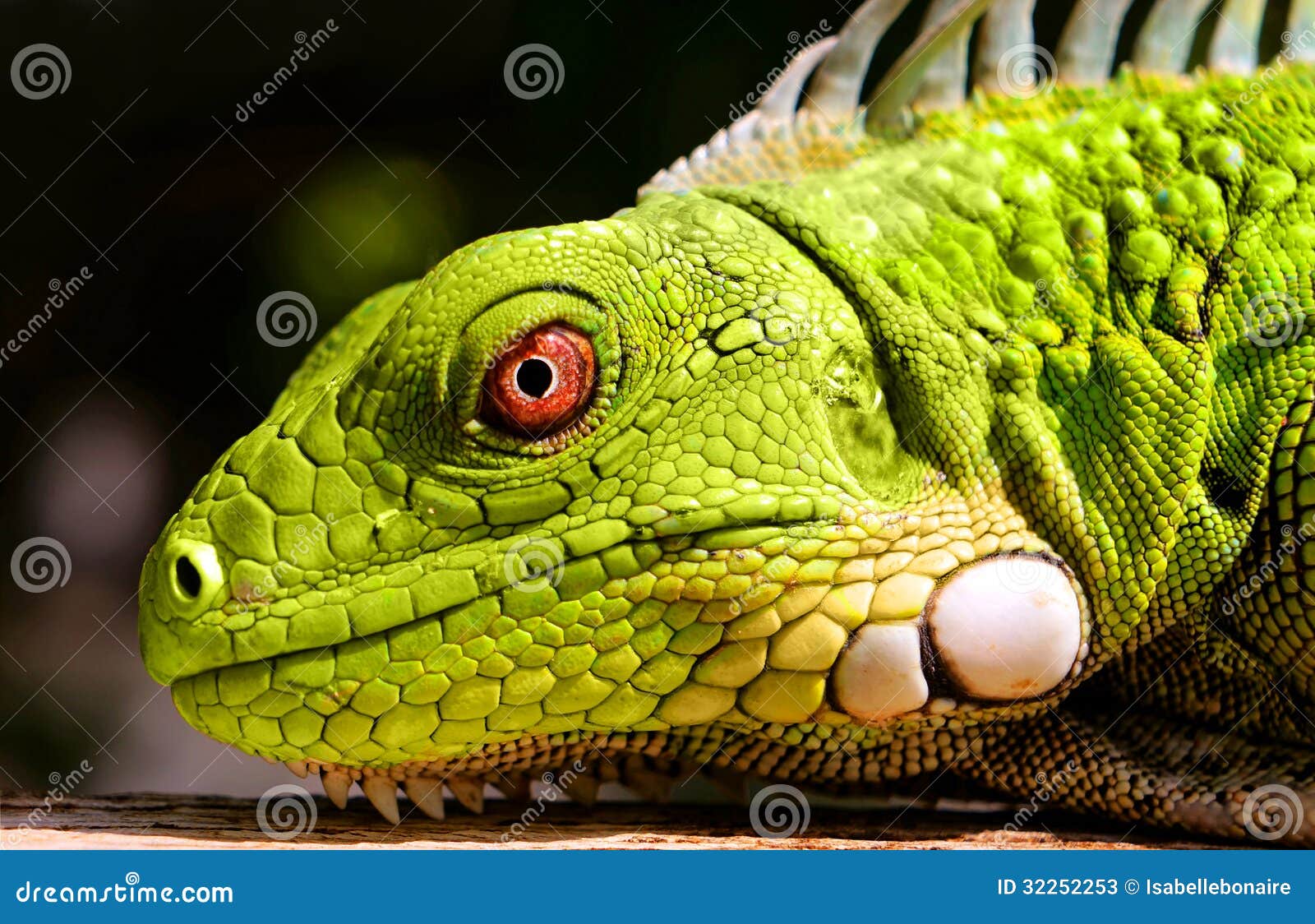 Green Iguana Top View Royalty-Free Stock Photography | CartoonDealer ...