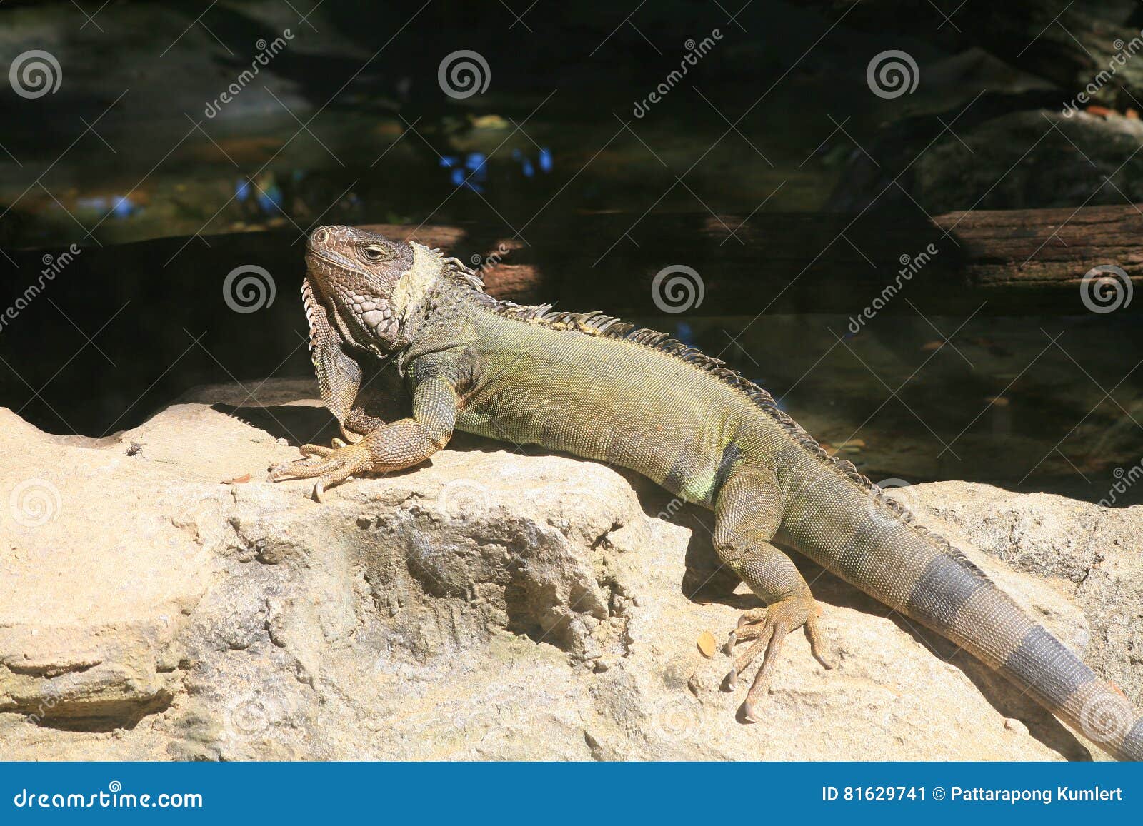 Green Iguana / Common Iguana Stock Image - Image of iguana, mouth: 81629741