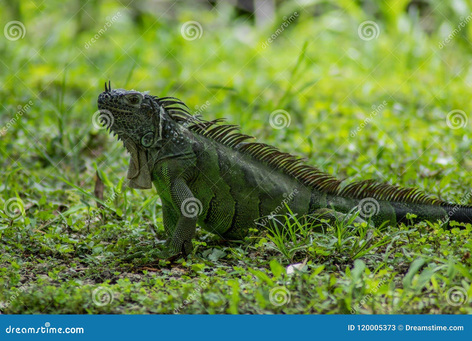 Green Iguana in Grass during Day Stock Image - Image of distance, blue ...