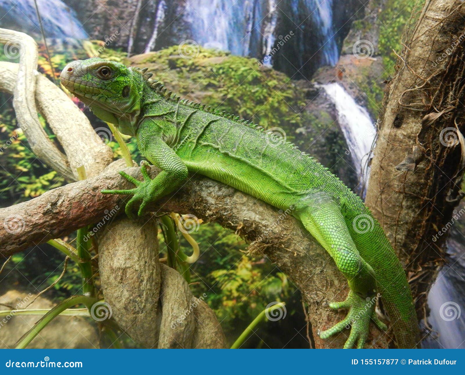 A green iguana in his tree stock image. Image of iguana - 155157877
