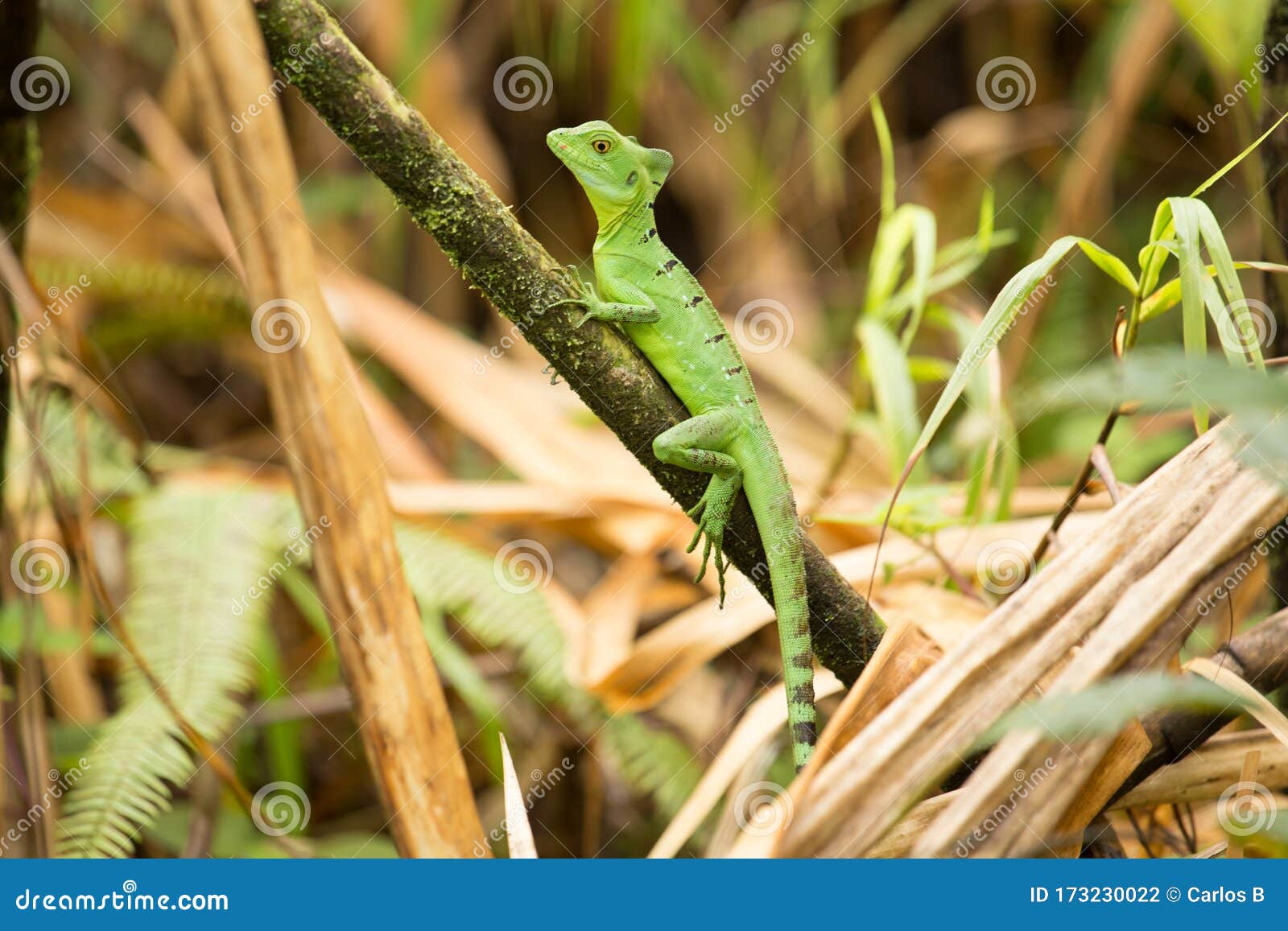 Photograph of a Green Iguana on a Light Branch Stock Photo - Image of ...
