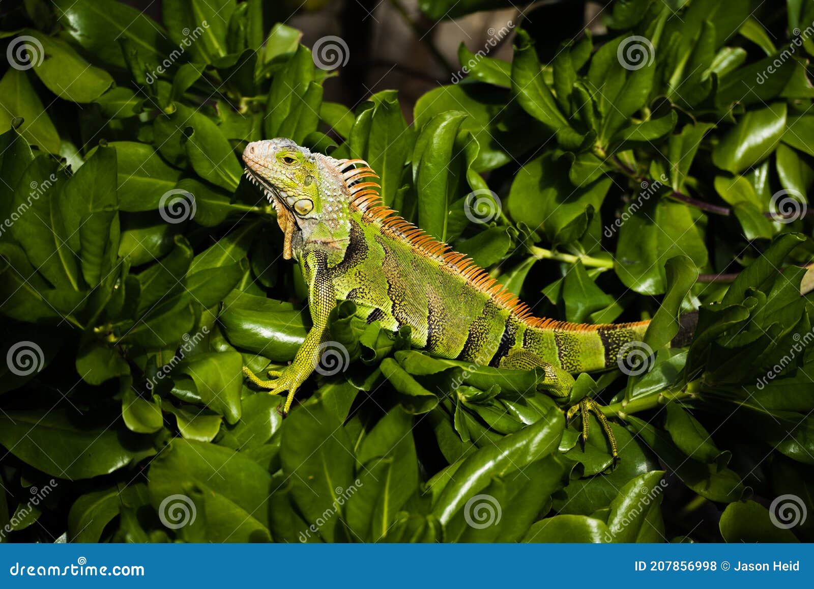 Green Iguana Lizard in Miami, Florida Stock Photo - Image of reptile ...