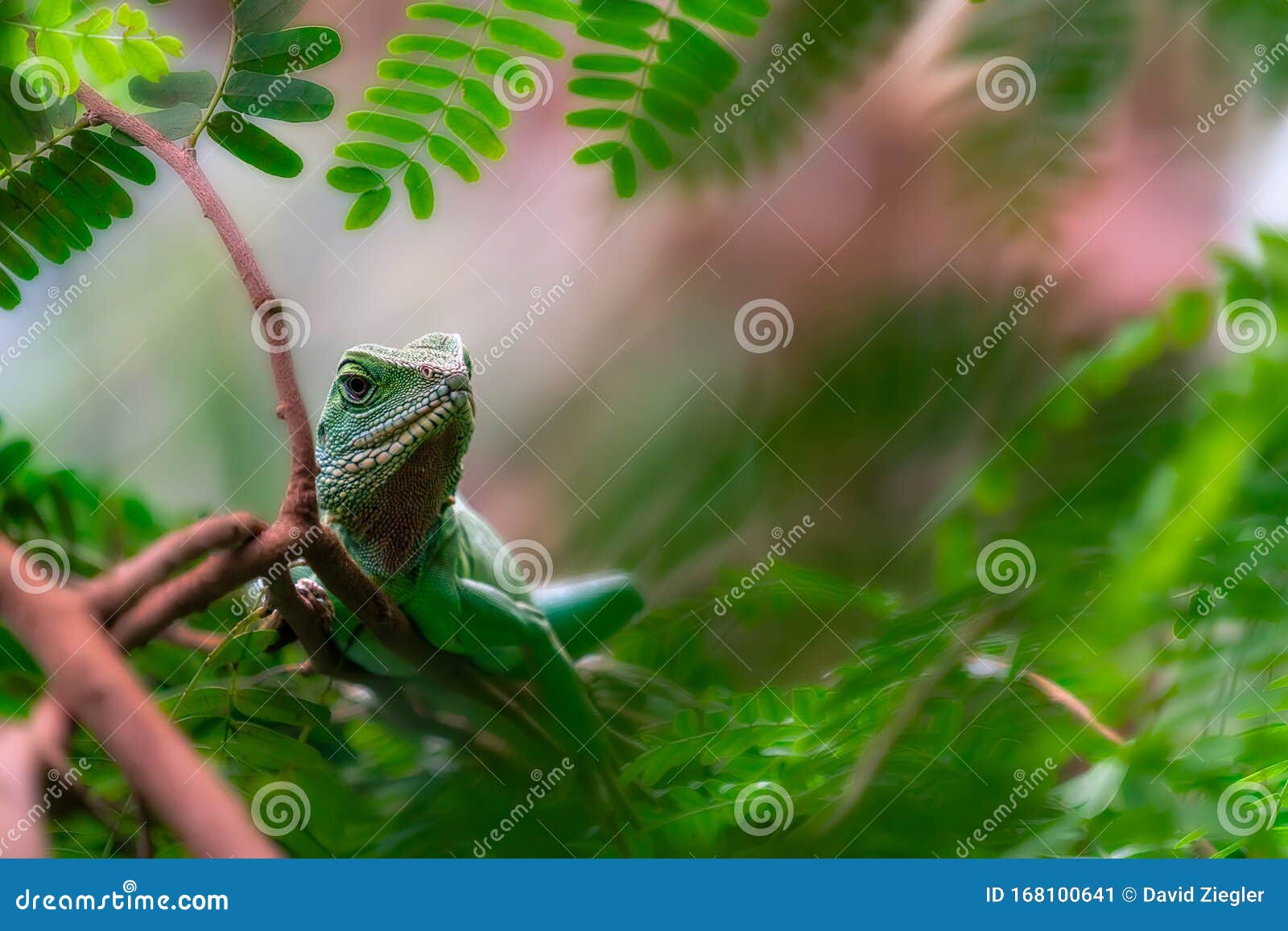 Lizard Sitting On A Big Tree Royalty-Free Stock Image | CartoonDealer ...