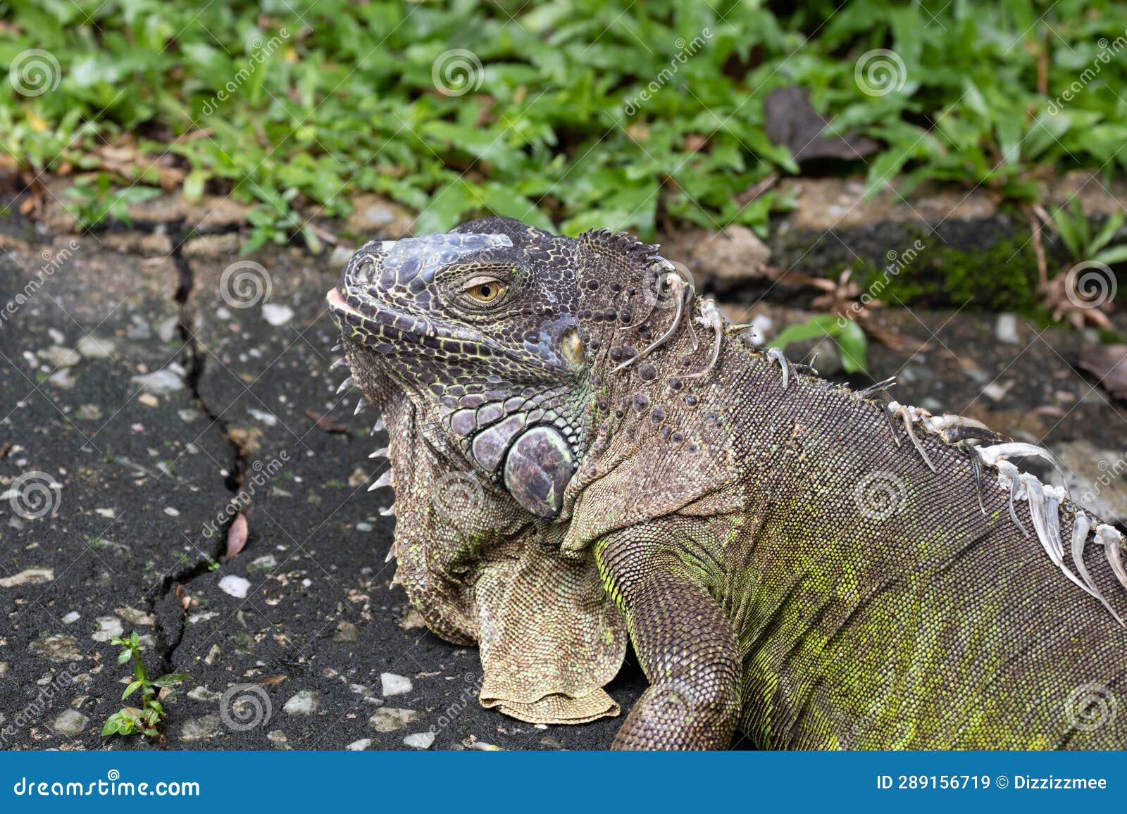 Close Up Colorful Green Iguana on the Ground Stock Image - Image of ...