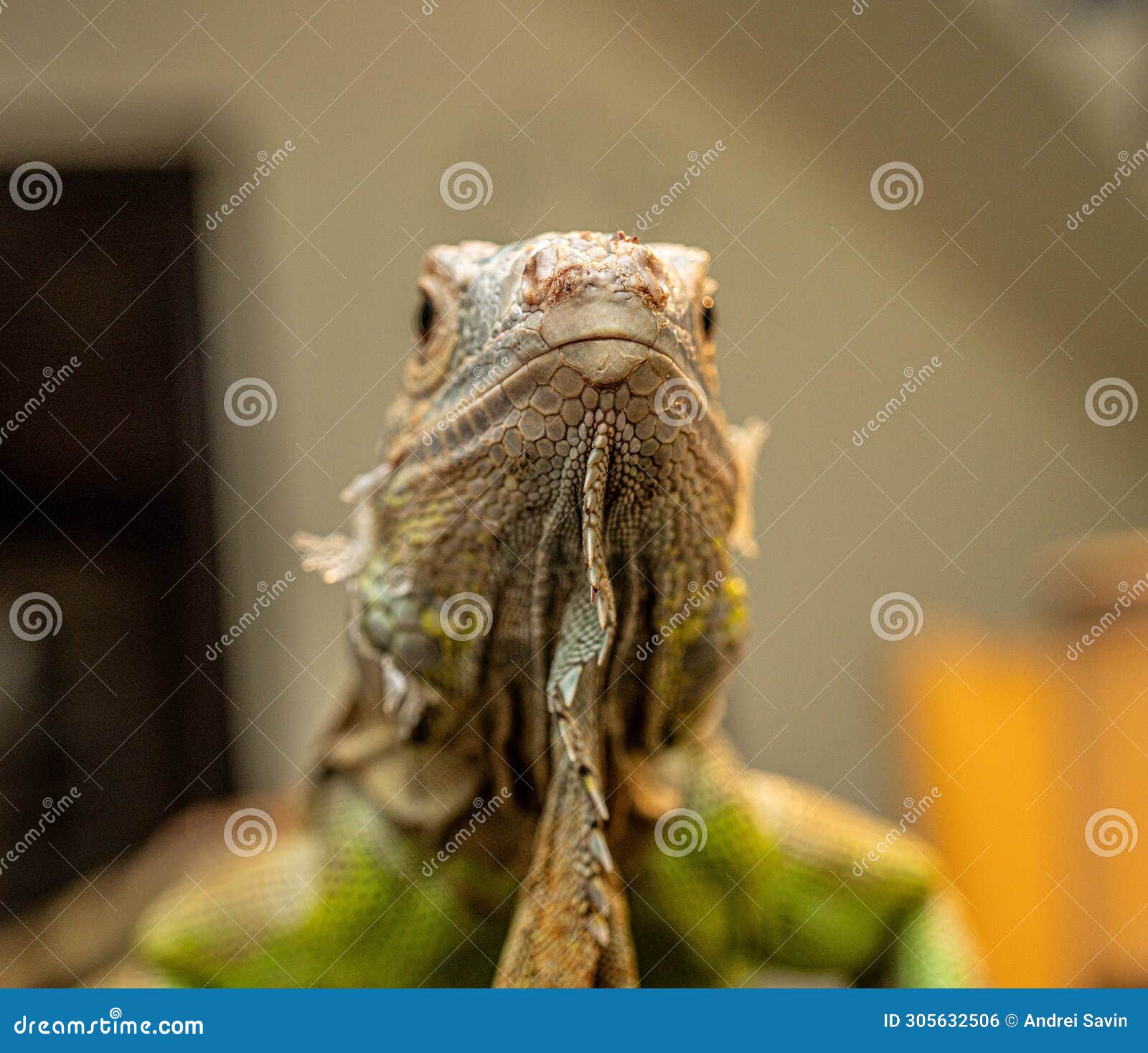Green Iguana Looking at the Camera from the Front Stock Photo - Image ...