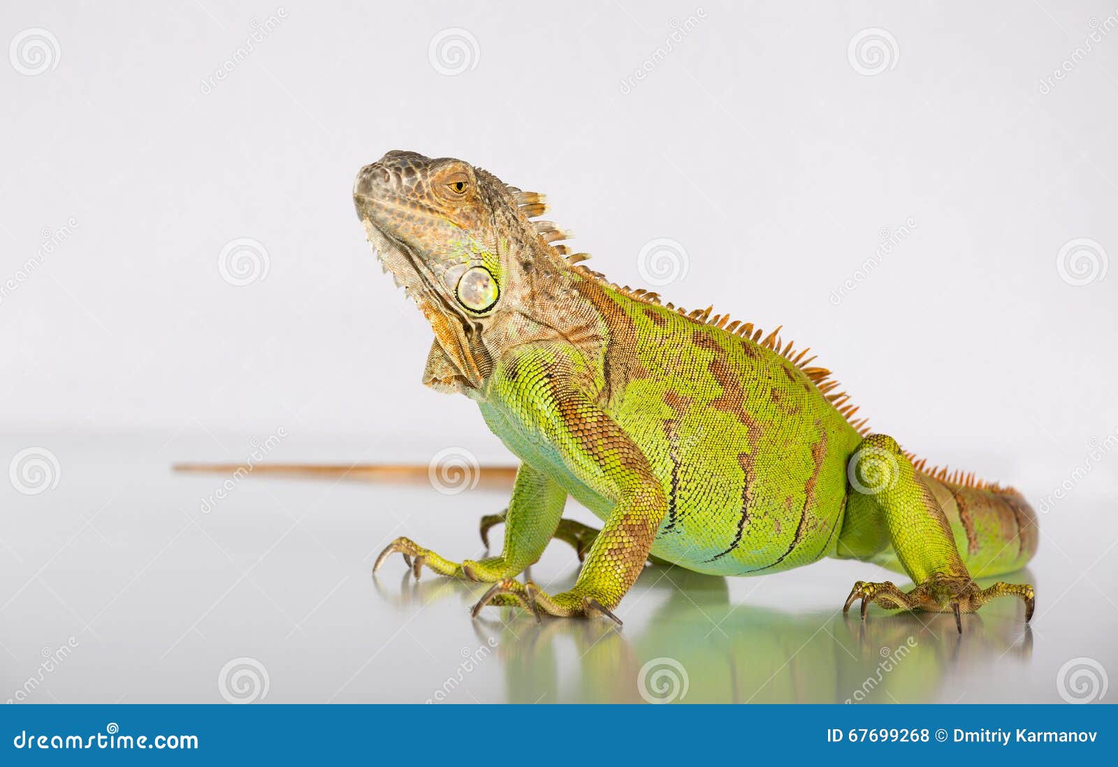 The green iguana stock photo. Image of impressive, iguana - 67699268