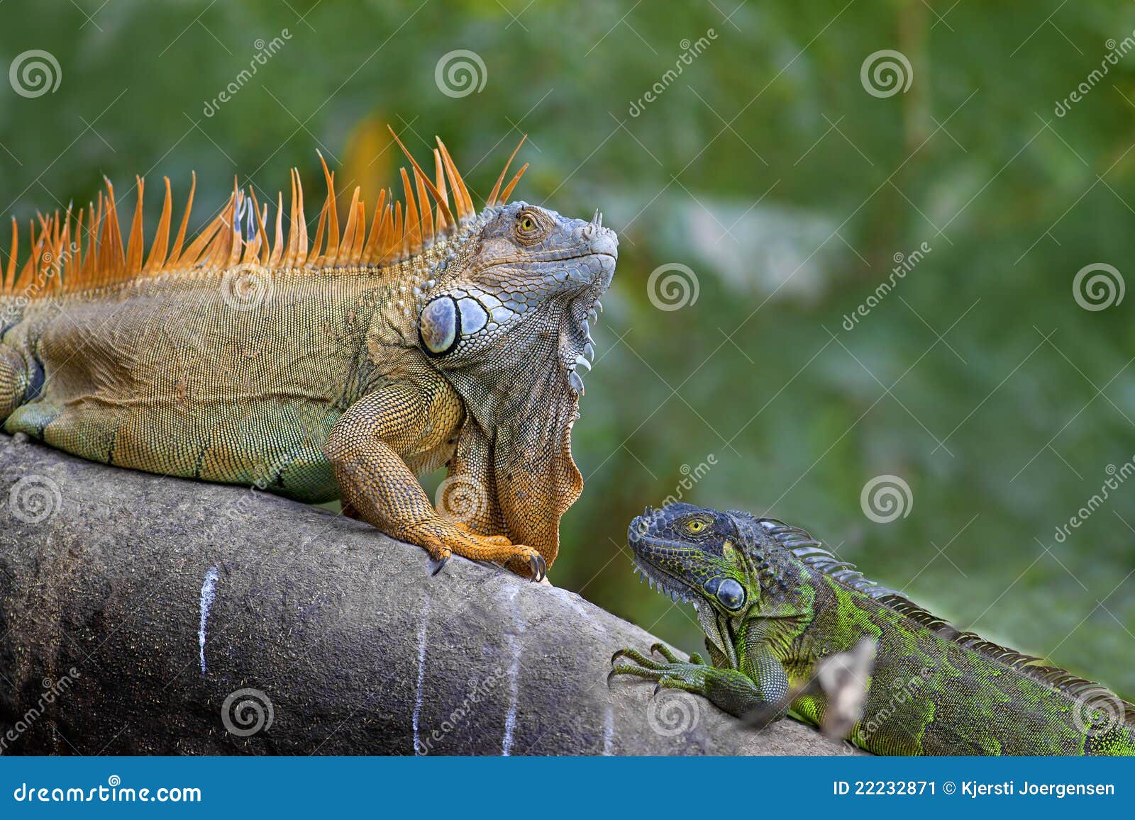 Green Iguana mating game stock image. Image of scaly - 22232871