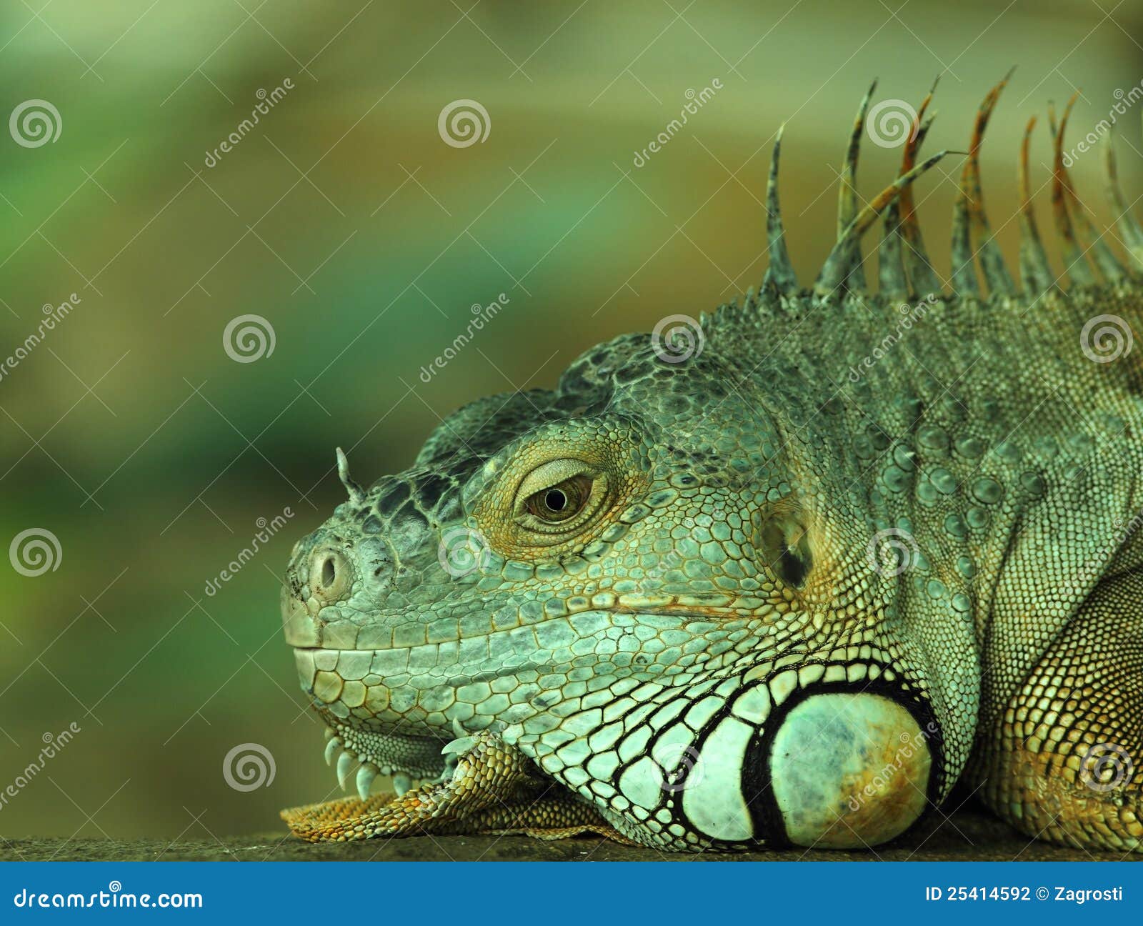 Green iguana portrait 2. stock photo. Image of colorful - 25414592