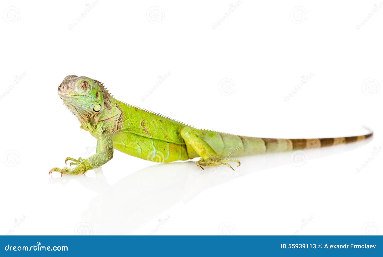 Green Iguana in Profile. Isolated on White Background Stock Image ...