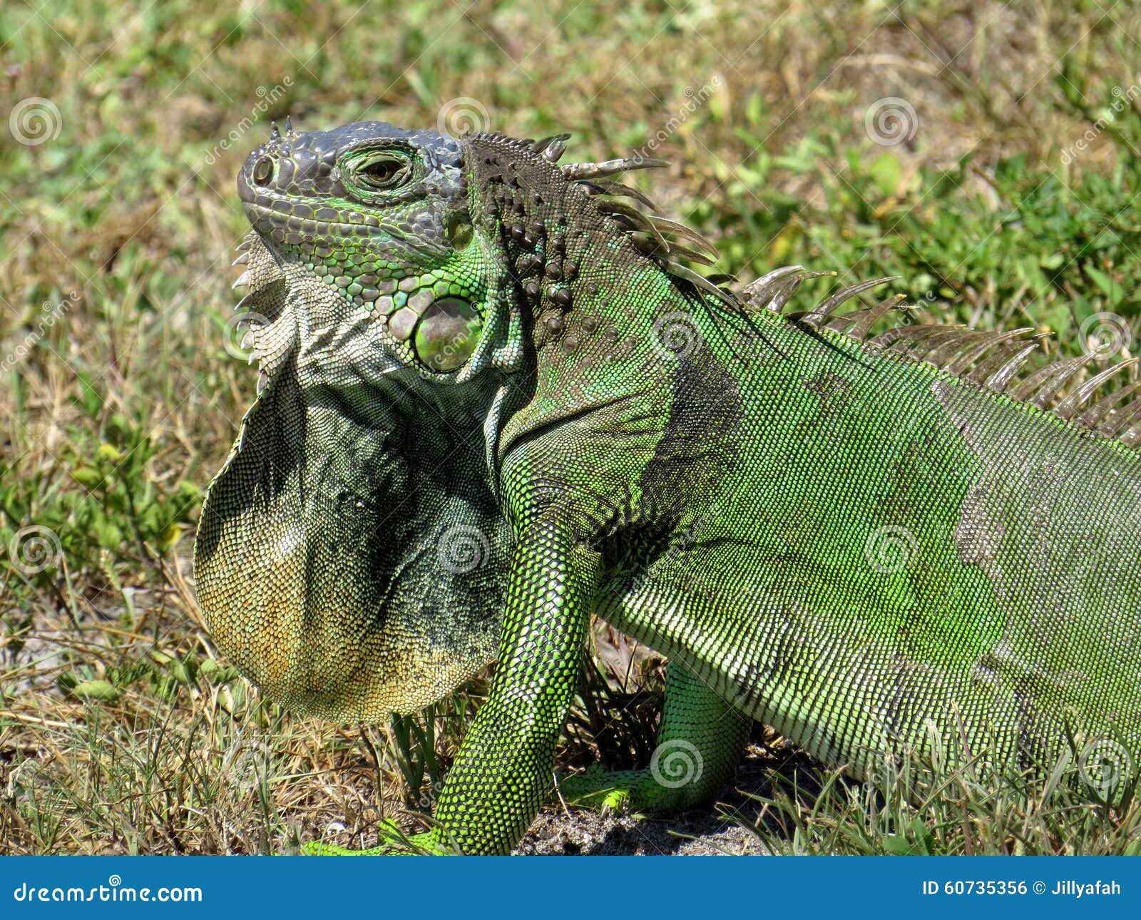Neck Dewlap On Display Green Iguana By Lake In Profile Stock Image ...