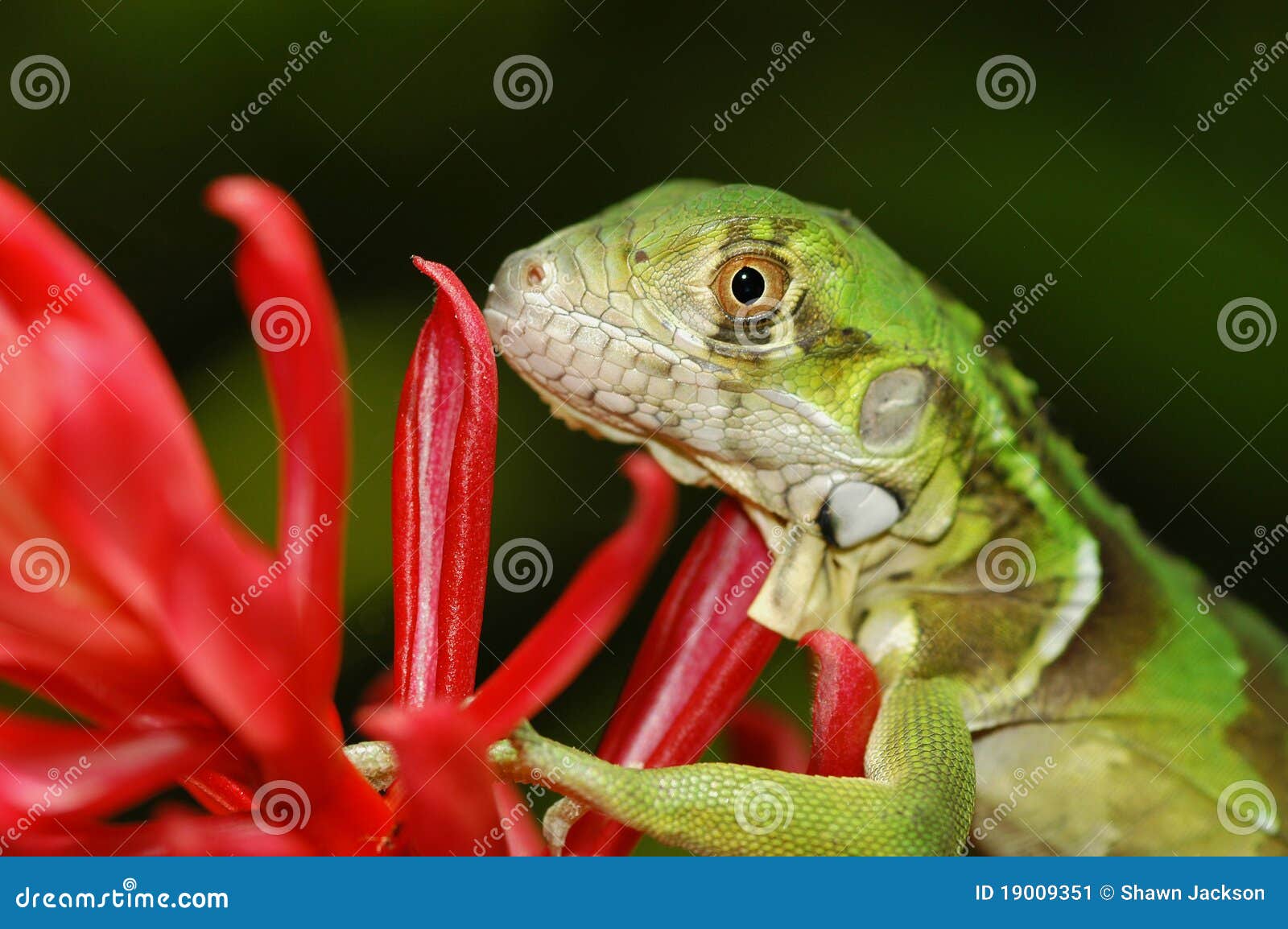 Green Iguana Red Ginger Flower Stock Image - Image of juvenile, resting ...