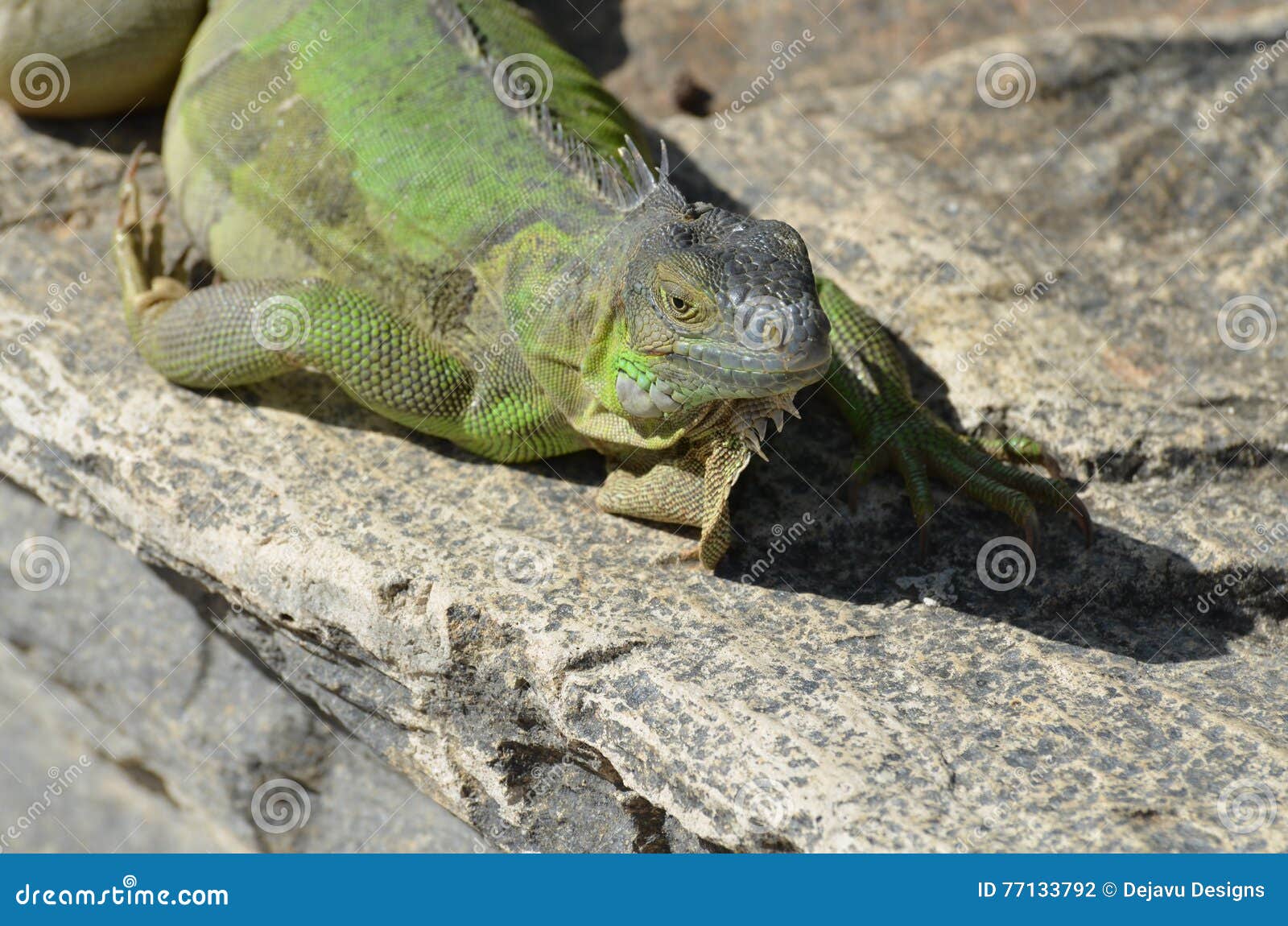 Green Iguana Resting in the Sun Stock Photo - Image of candid, nature ...