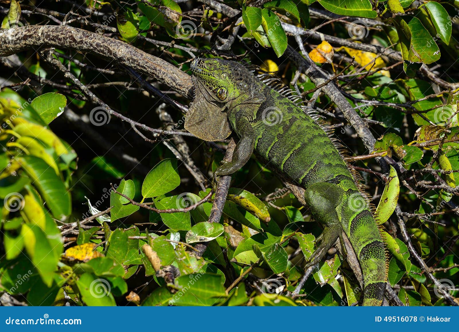 Green iguana stock photo. Image of looking, branch, plumage - 49516078