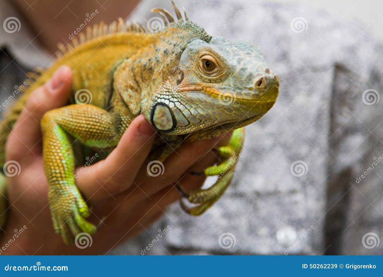 Green Iguana Hands Man Stock Photos - Free & Royalty-Free Stock Photos ...
