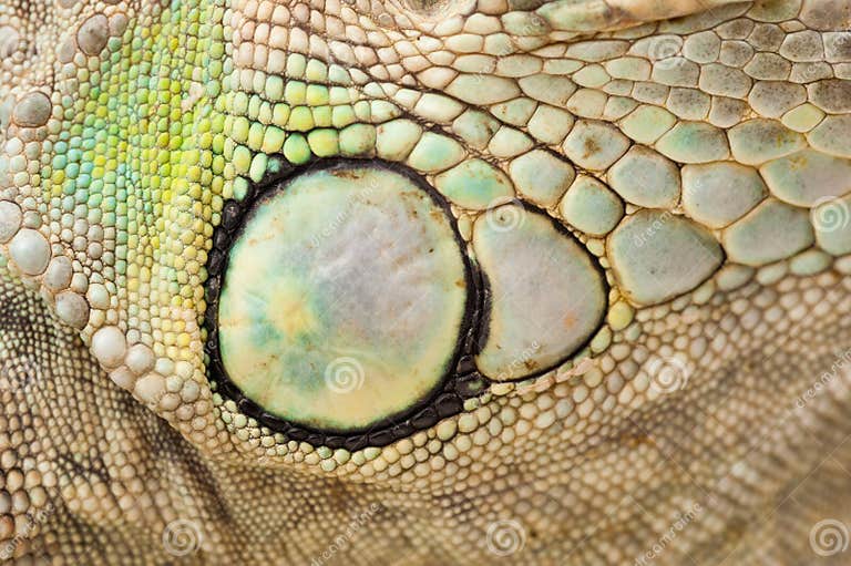 Green iguana skin stock image. Image of outdoor, bizarre - 20999981