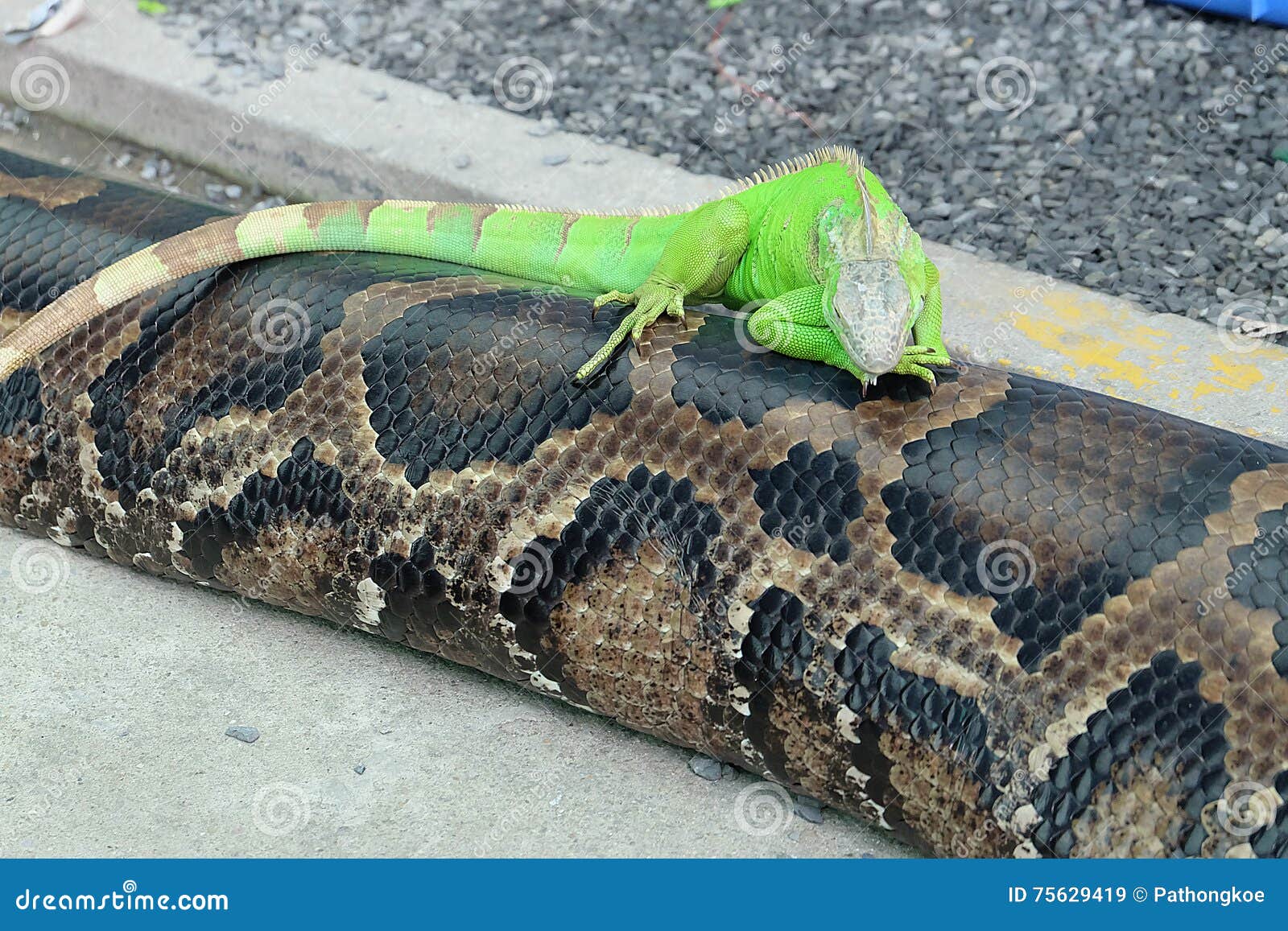 Green Iguana on a Snake stock image. Image of exotic - 75629419