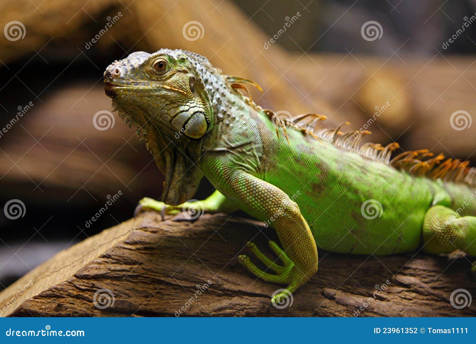Green Iguana on Tree Branch Stock Photo - Image of iguana, colorful ...