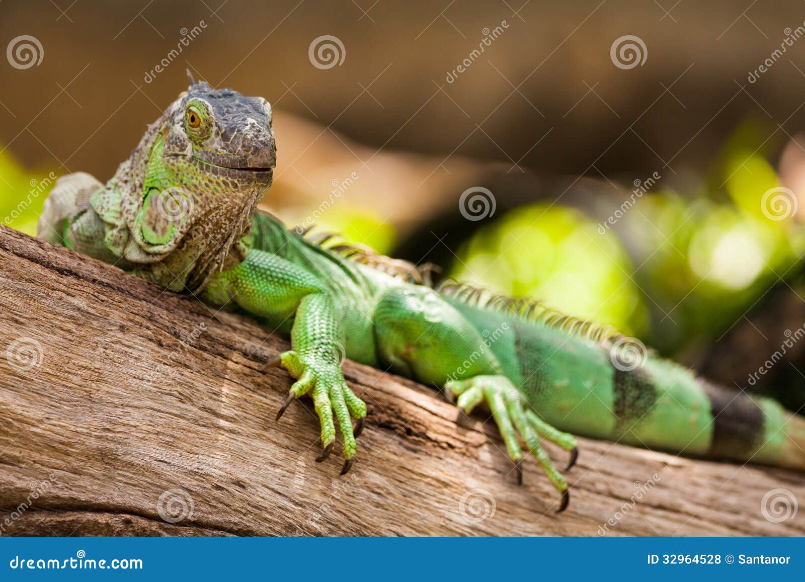 Green iguana stock photo. Image of vertebrate, wild, beautiful - 32964528