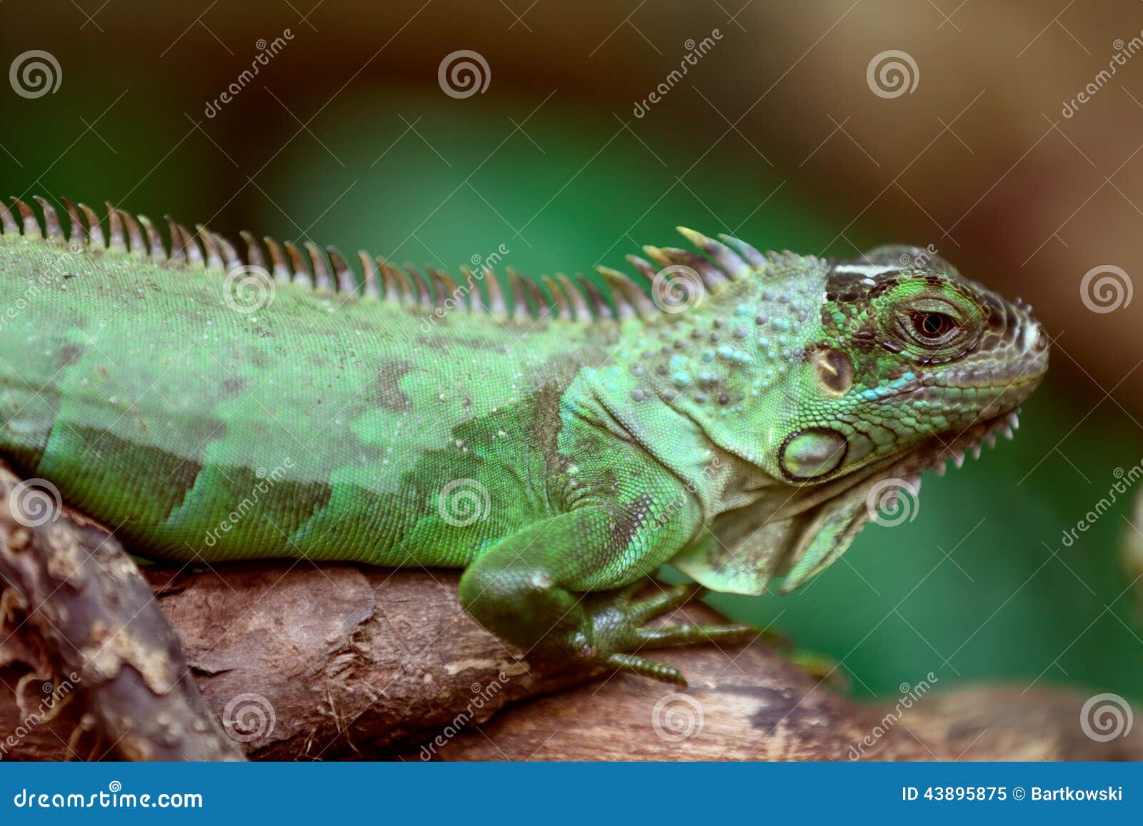 Green Iguana on a tree stock image. Image of lizard, macro - 43895875
