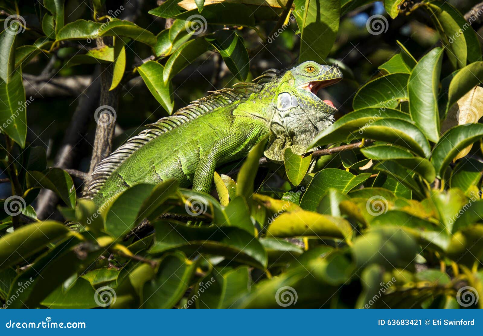 Green iguana in tree stock image. Image of climbing, iguana - 63683421