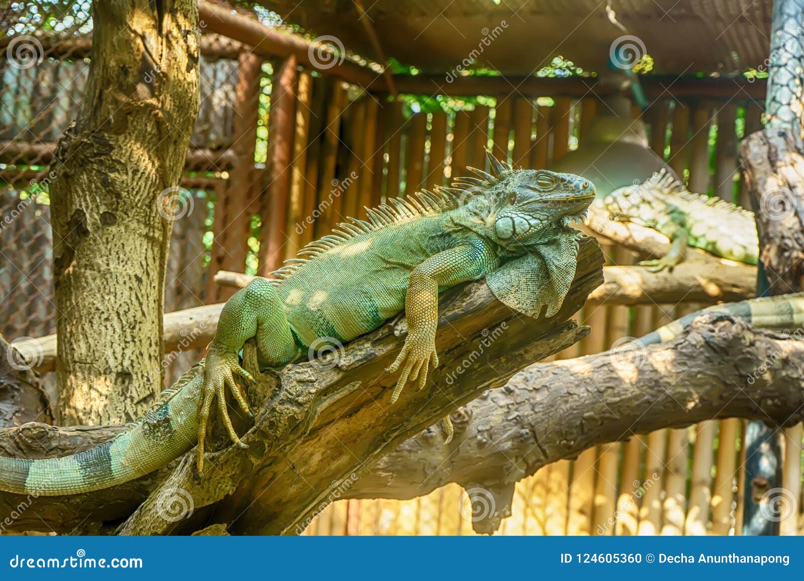 Green Iguana on the tree stock photo. Image of animal - 124605360