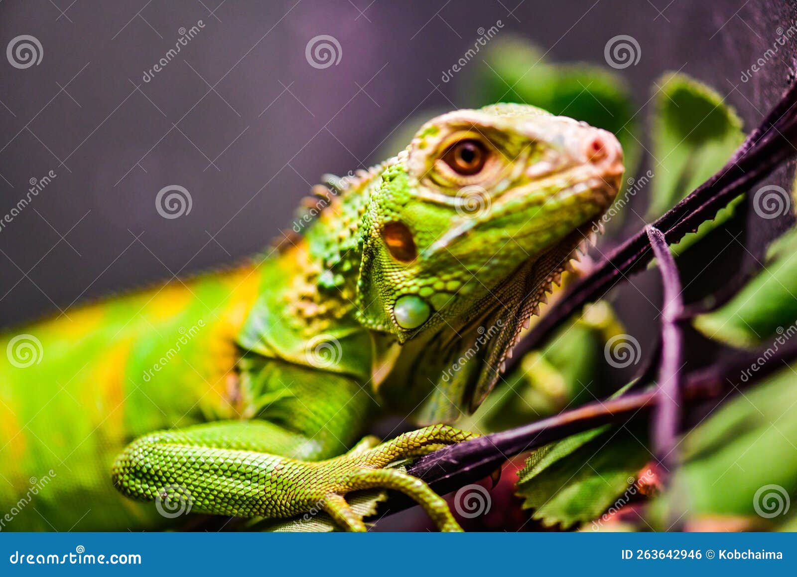 Green iguana on tree stock photo. Image of beautiful - 263642946
