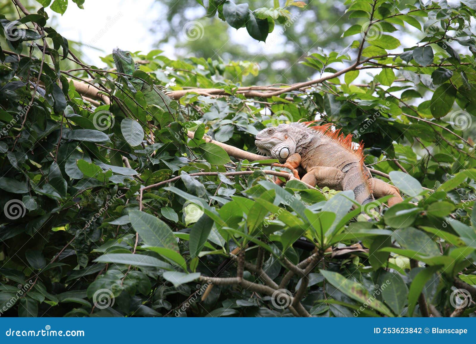 Green Iguana on the Tree Trunk in Tropical Rainforest Stock Photo ...