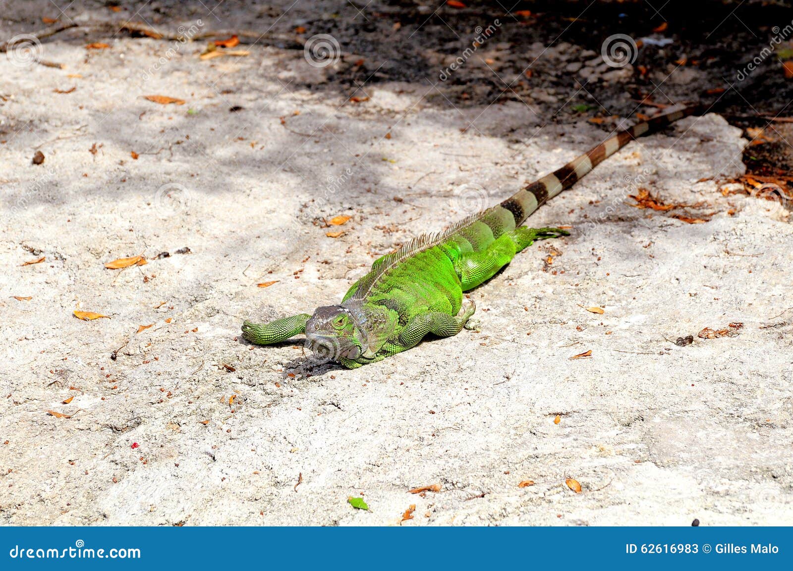 Green iguana walking stock image. Image of colour, scale - 62616983