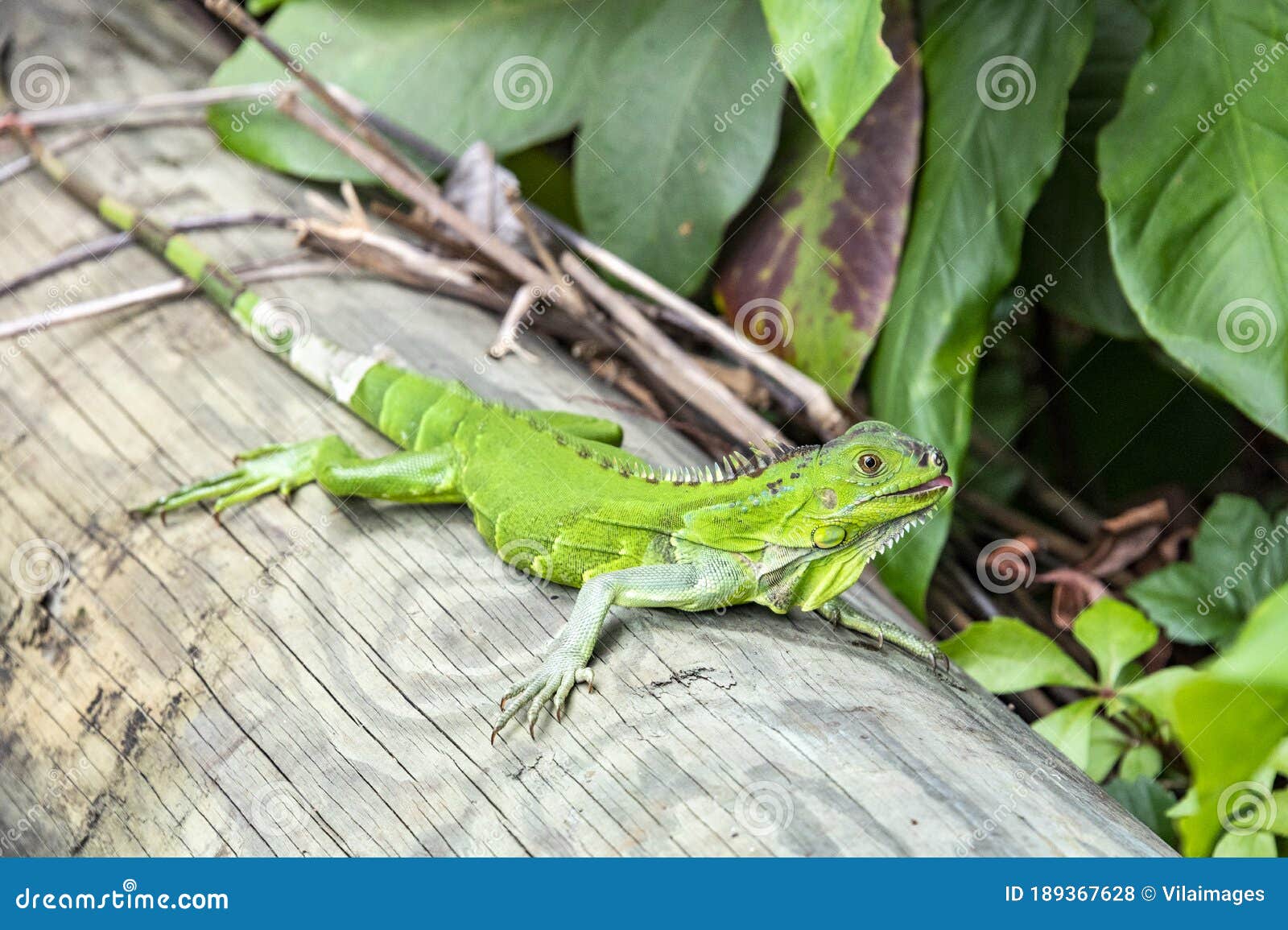 Green Iguana in the wild stock photo. Image of iguana - 189367628