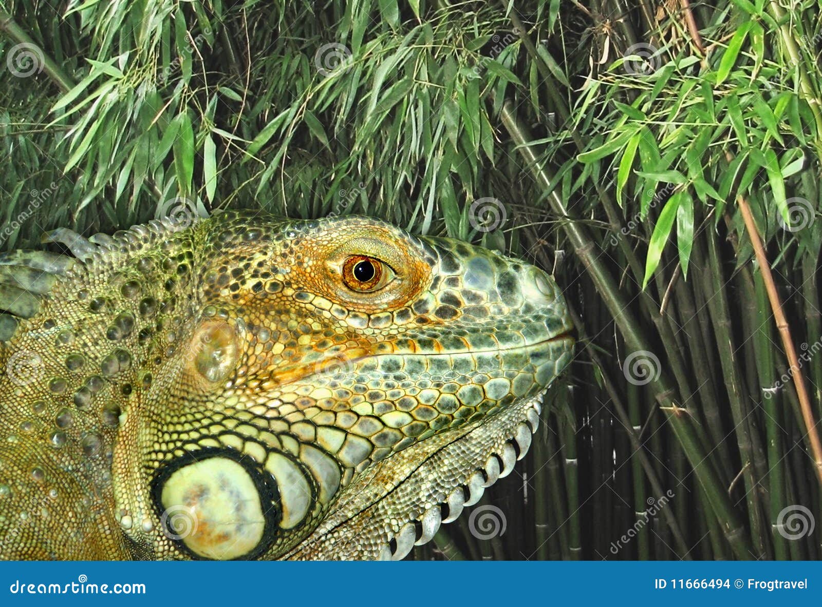 Green iguane stock photo. Image of common, reptilian - 11666494