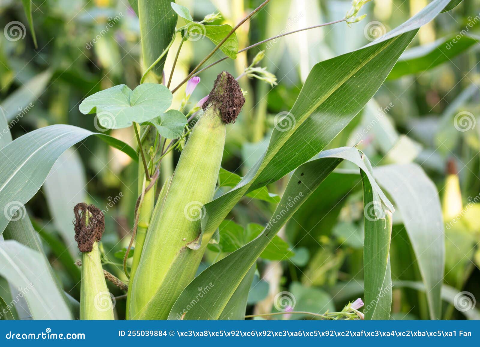 Green Immature Corn Cobs are Growing Stock Photo - Image of peeled ...
