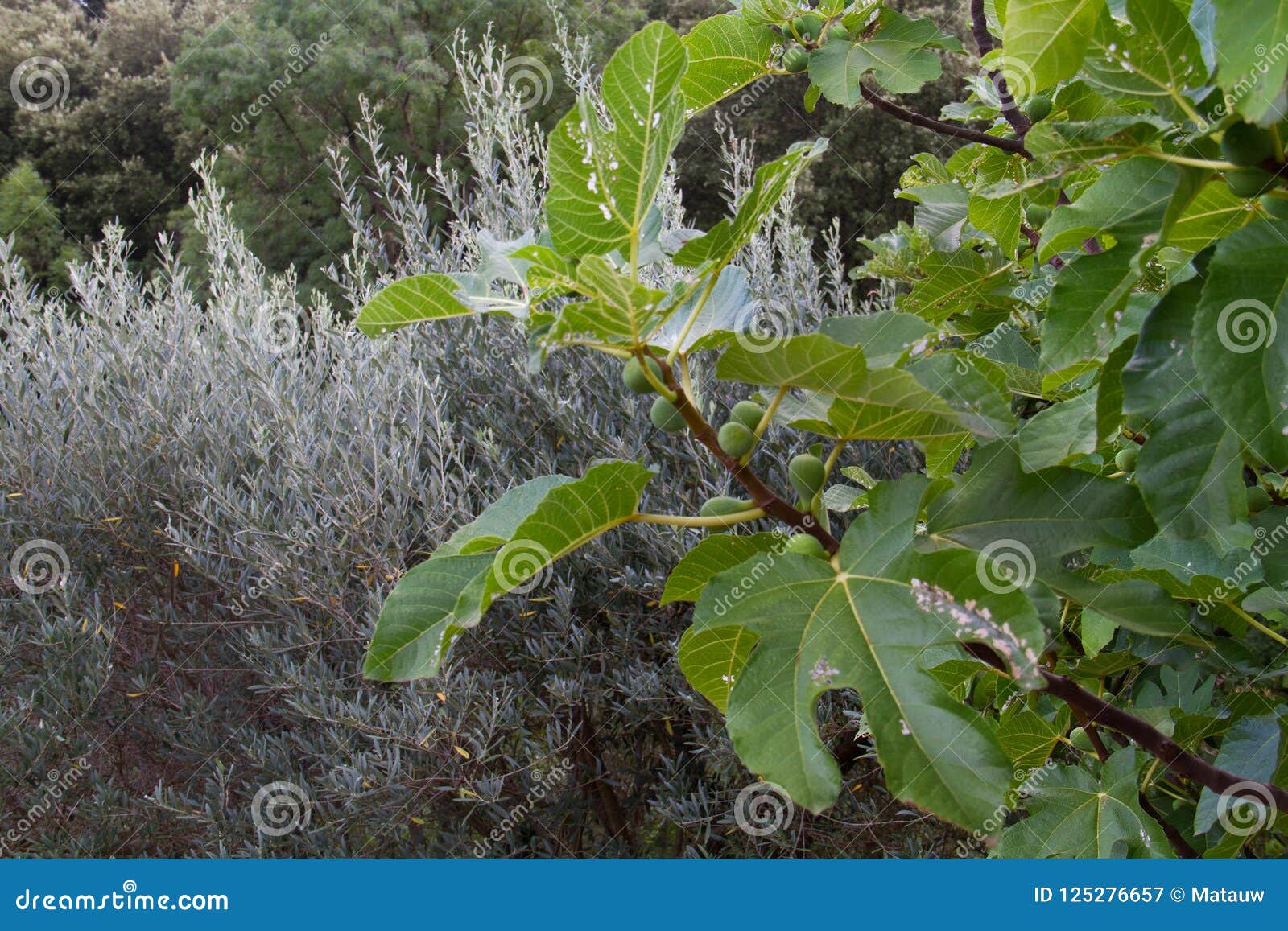 Common fig tree stock image. Image of lobed, false, nature - 125276657
