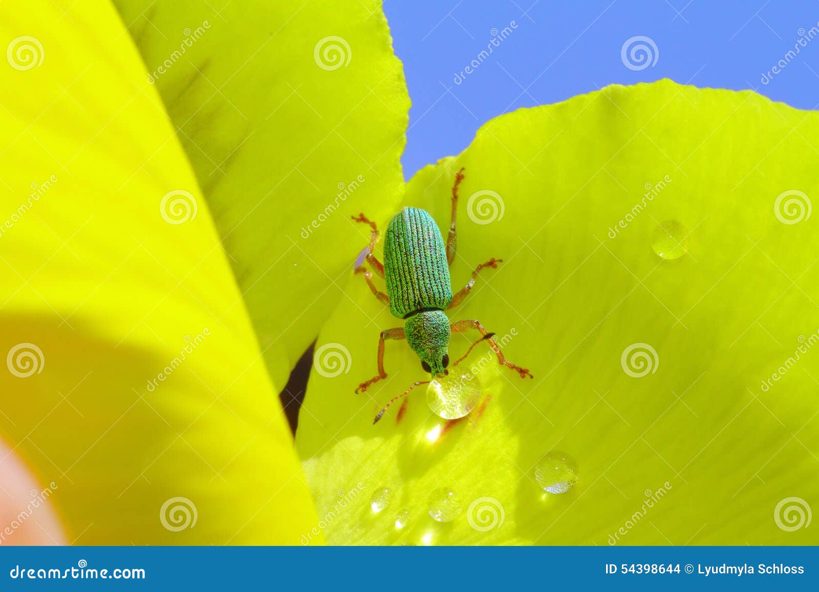 Green Immigrant Weevil stock photo. Image of arthropod - 54398644