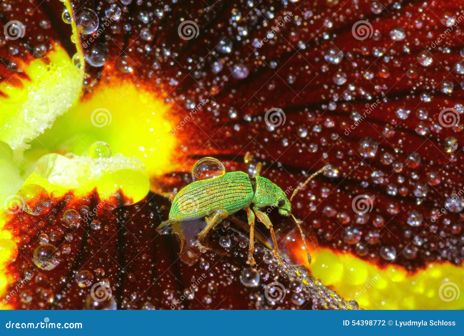 Green Immigrant Weevil stock photo. Image of biology - 54398772