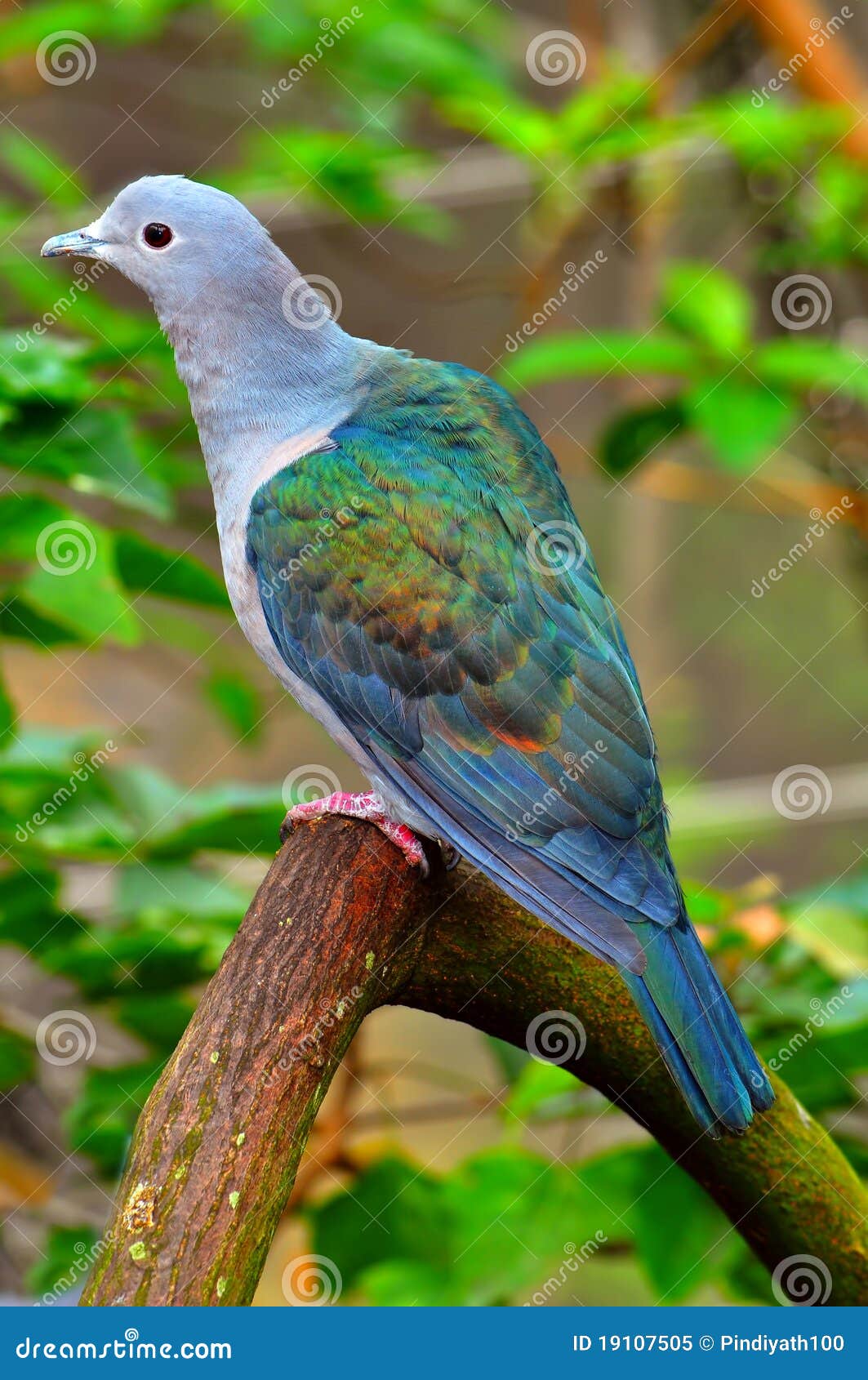 Green imperial pigeon stock image. Image of pigeon, species - 19107505