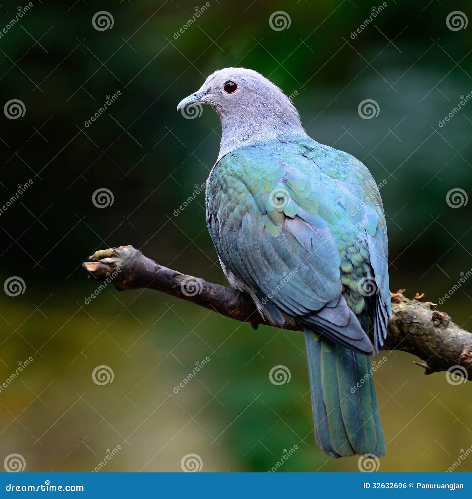 Green Imperial Pigeon stock photo. Image of nature, colorful - 32632696