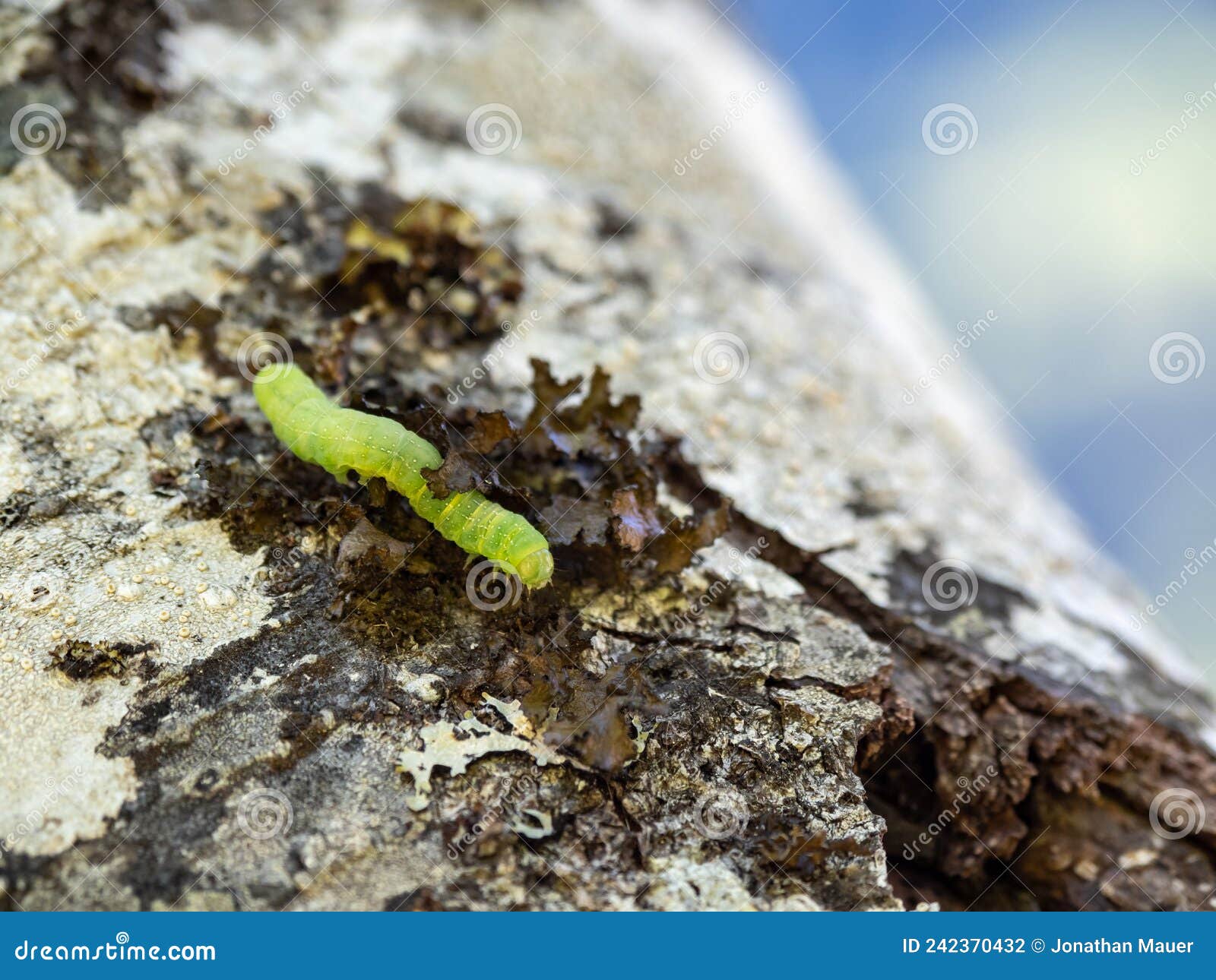 Green Inch Worm Close Up on a Branch Stock Photo - Image of adventure ...