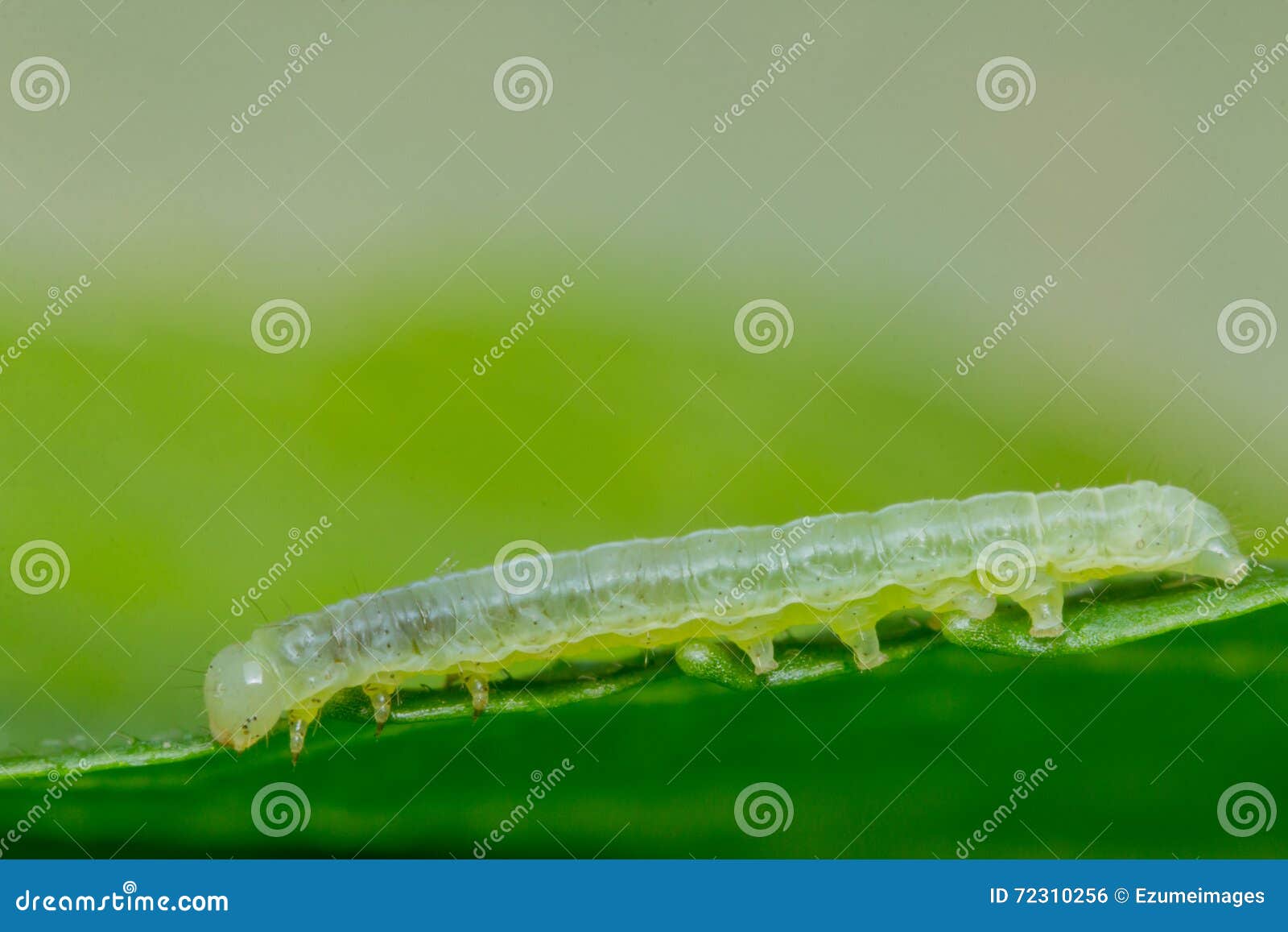 Green Inch Worm stock photo. Image of larval, crawling - 72310256