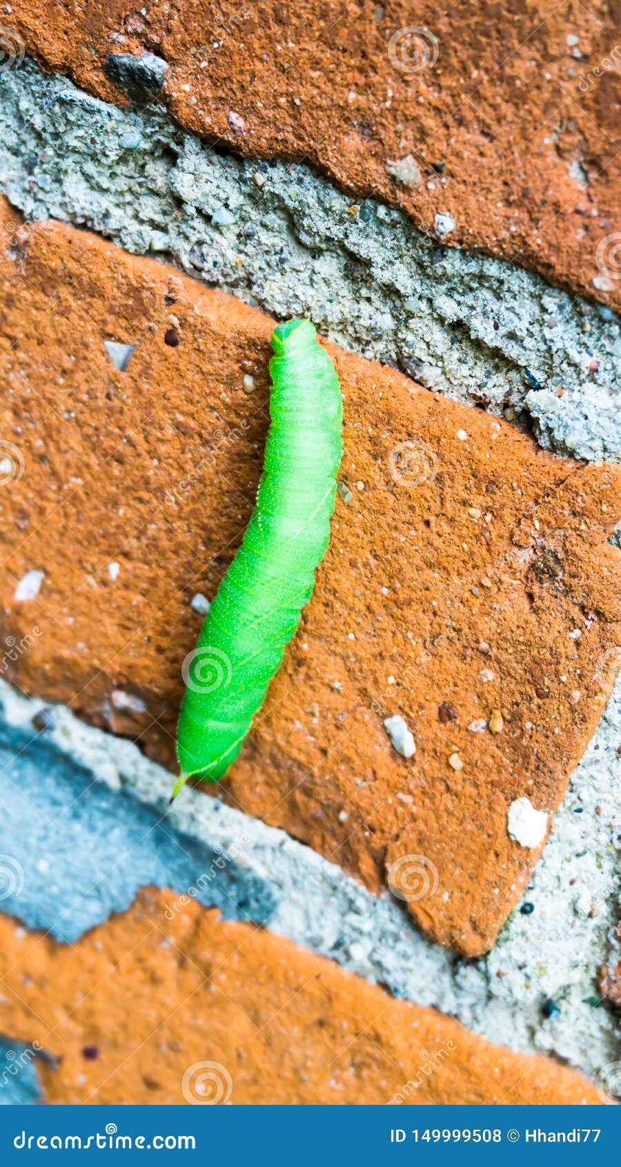 Green Inchworm Climbing Up House Wall Stock Photo - Image of grey ...