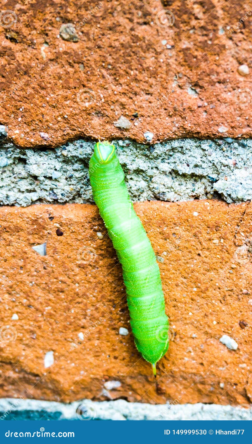 Green Inchworm Stock Image | CartoonDealer.com #195315205