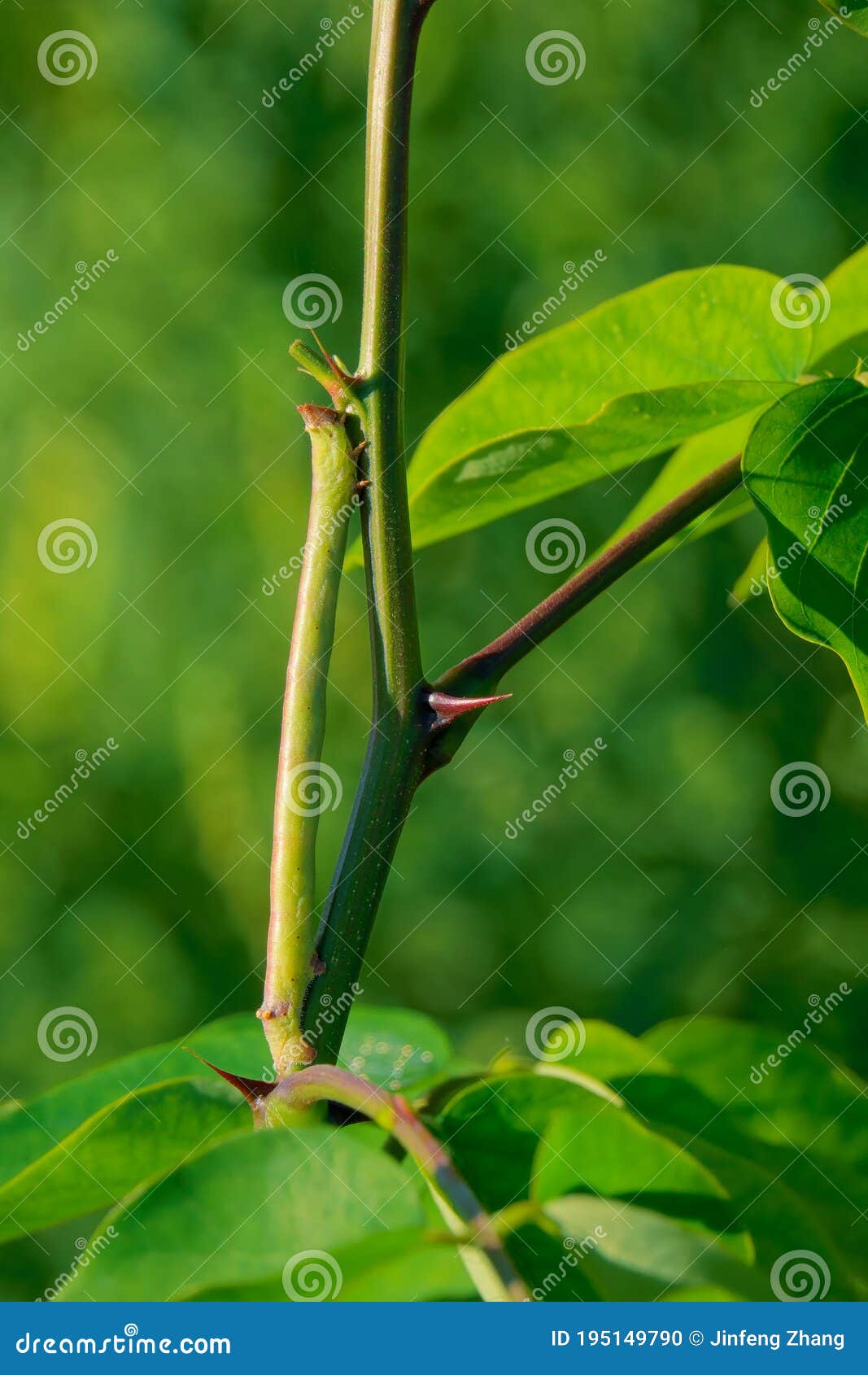 Green inchworm stock photo. Image of geometer, insect - 195149790