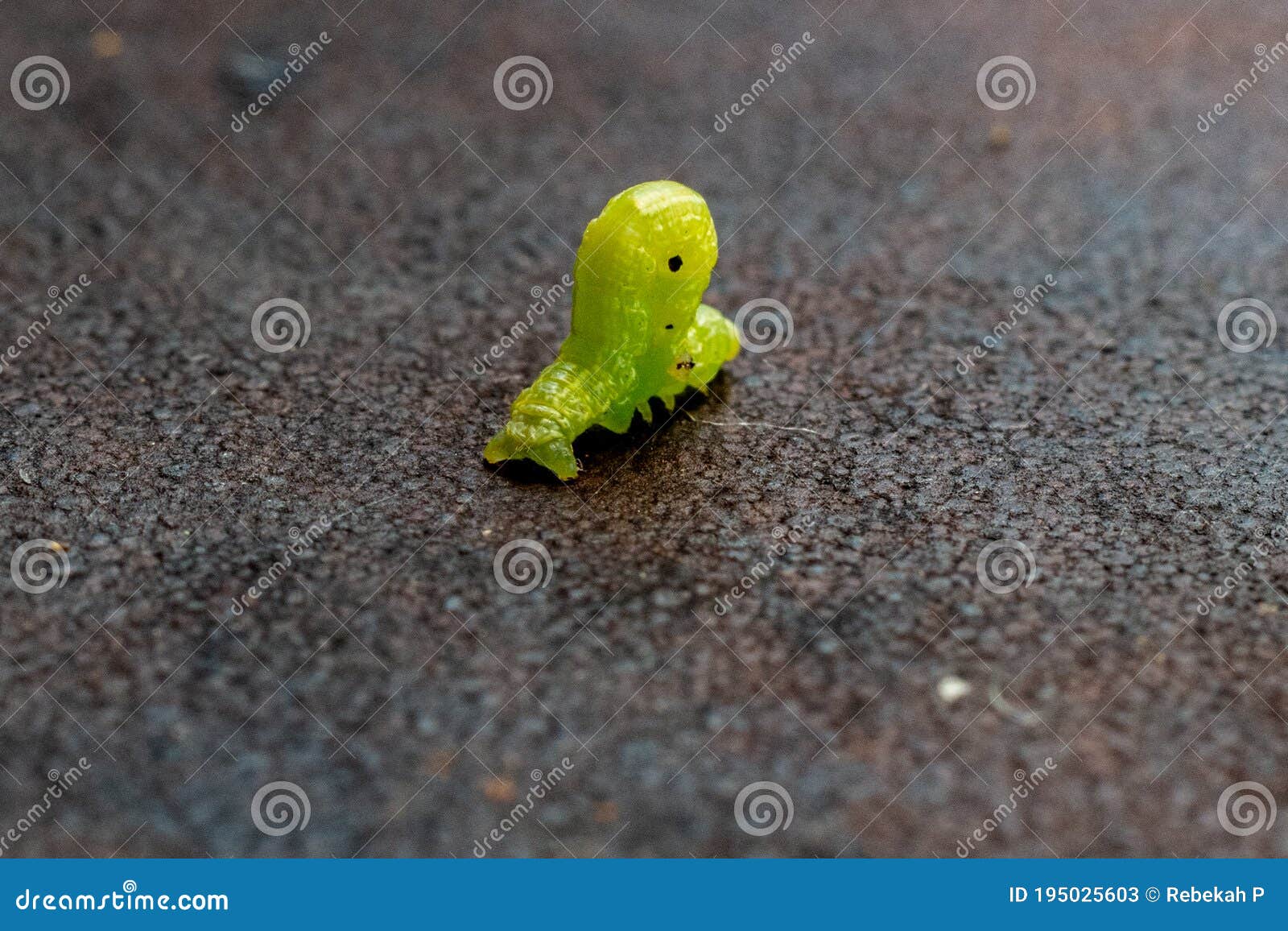 Green Inchworm stock image. Image of making, green, journey - 195025603