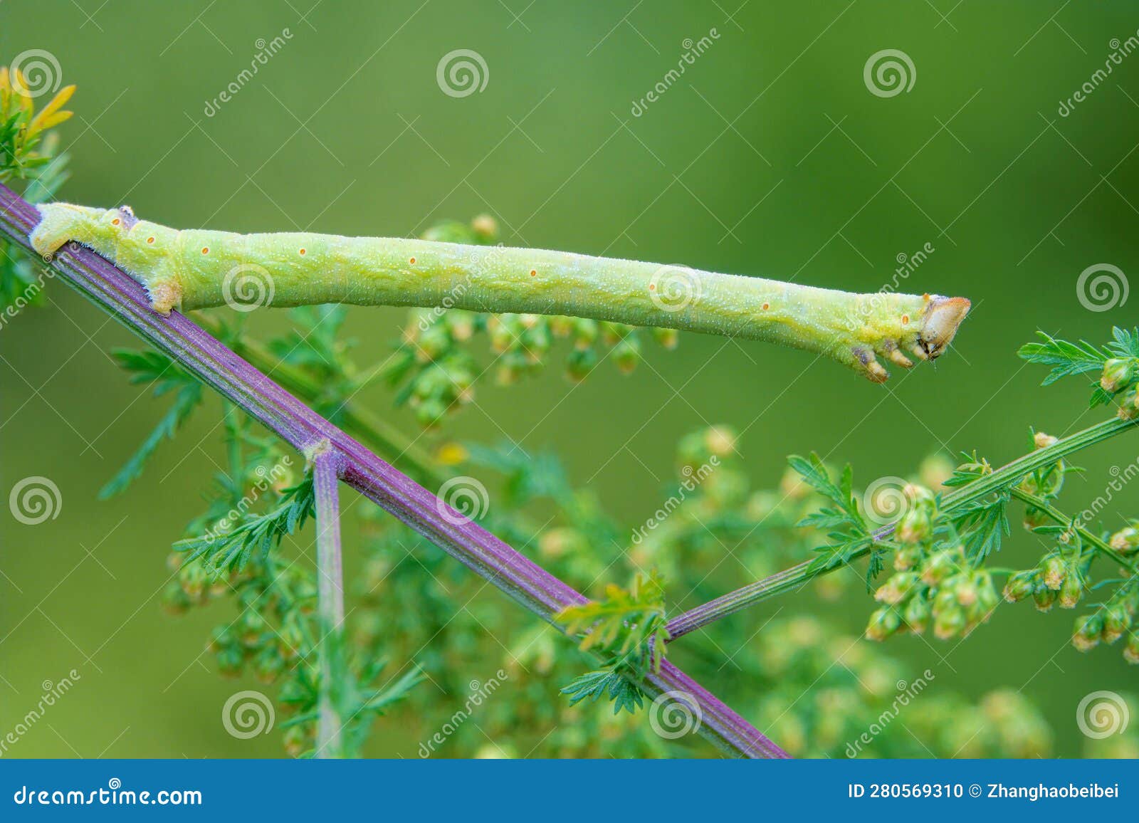Inchworm stock photo. Image of wildlife, insects, spanworm - 280569310