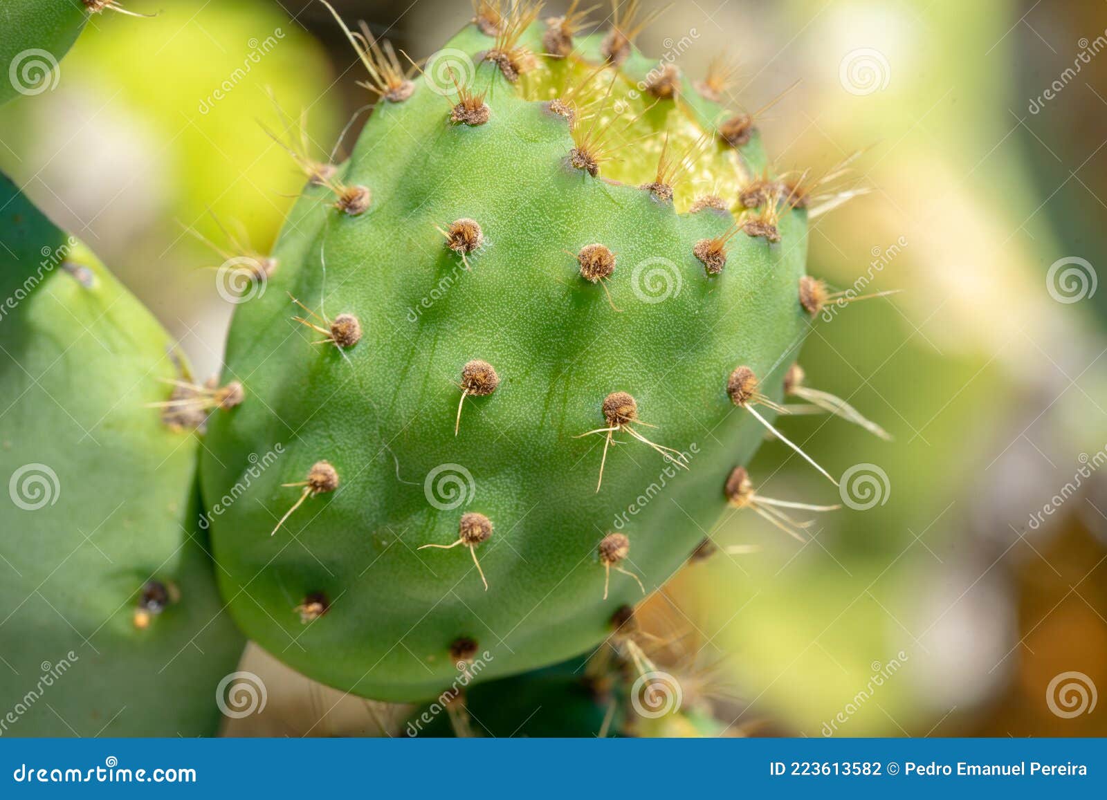 Green India Fig in Development Process with Flower Traces. Stock Photo ...